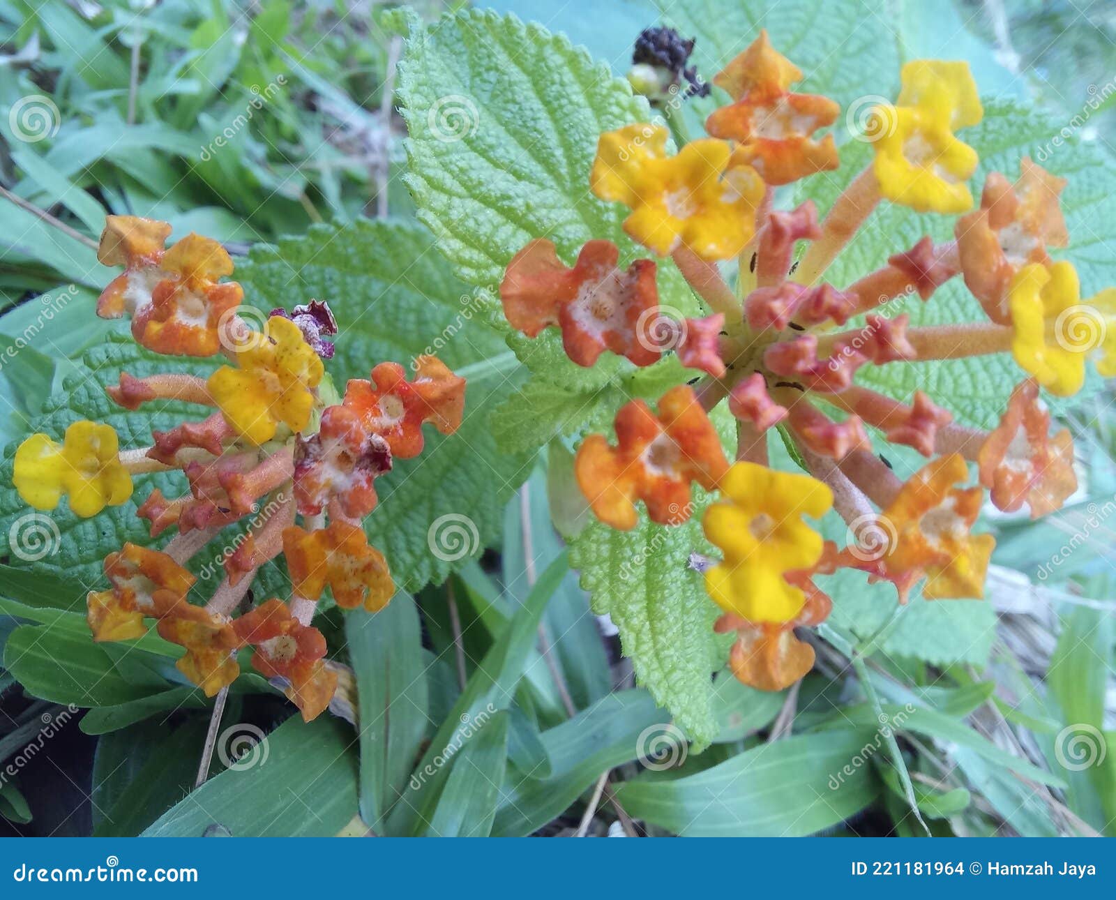 Full Color Flowers with Nature Background Stock Photo - Image of color ...