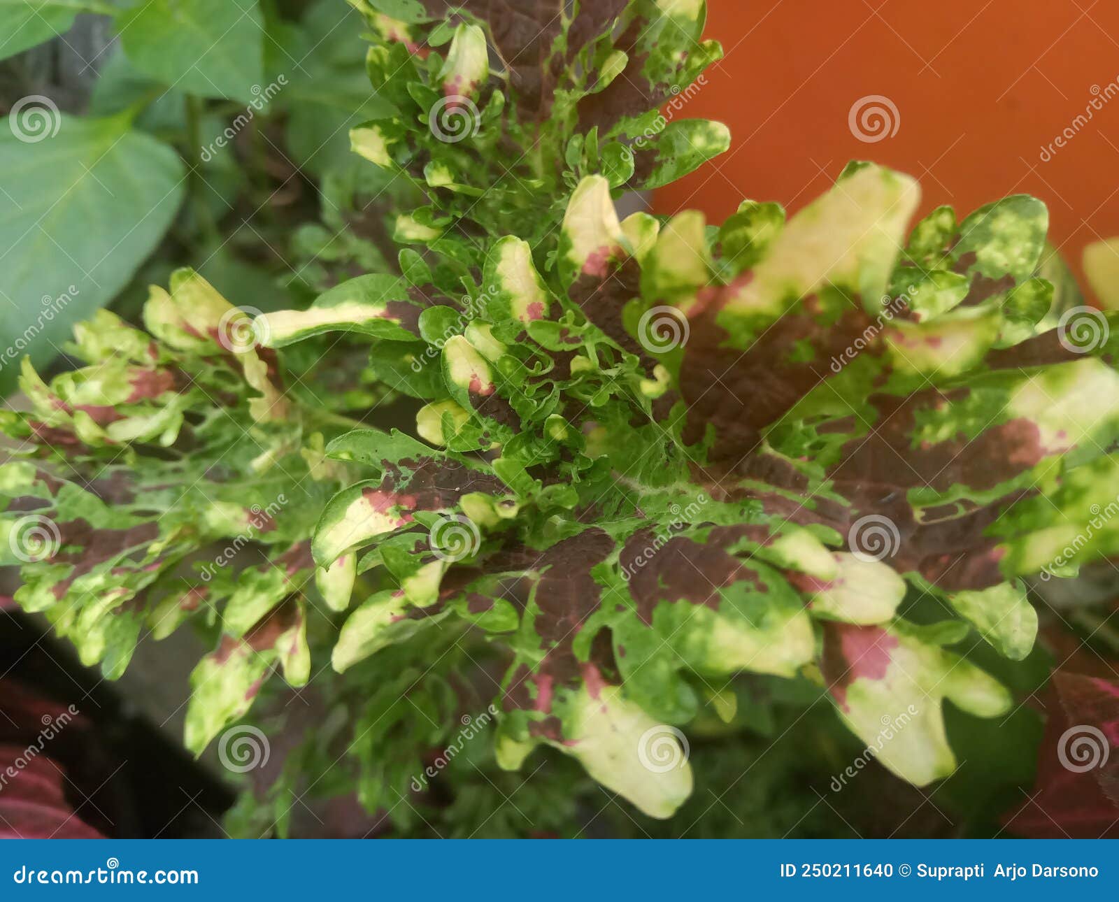 Full Color Leaves and Wavy Like, Beautiful for the Background Stock ...