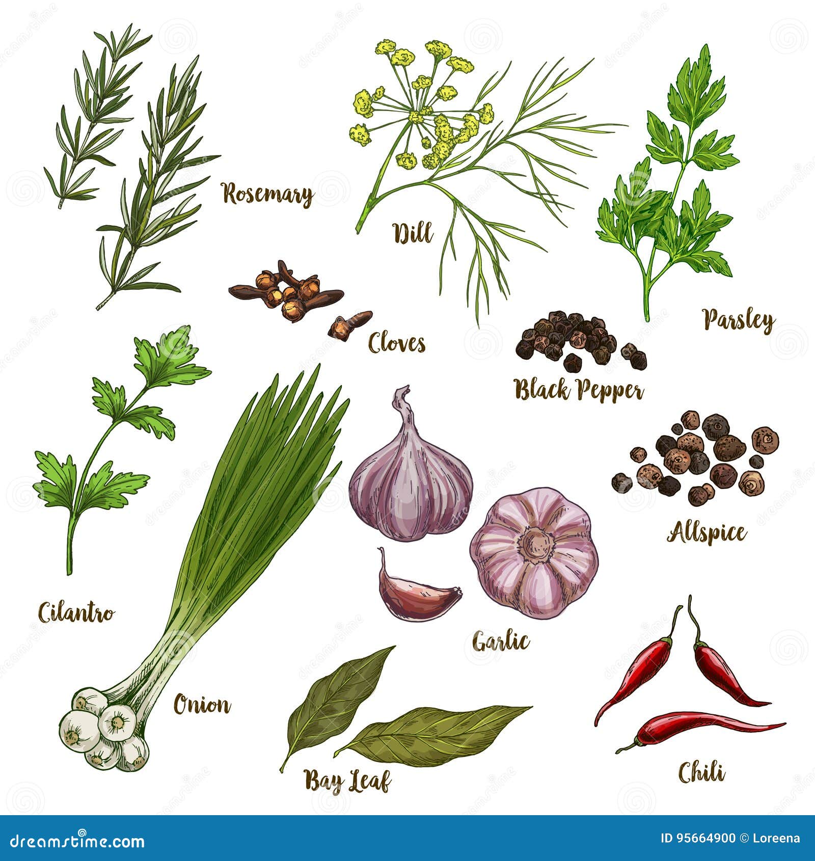 Full Color Realistic Sketch Illustration of Culinary Herbs and Spices ...
