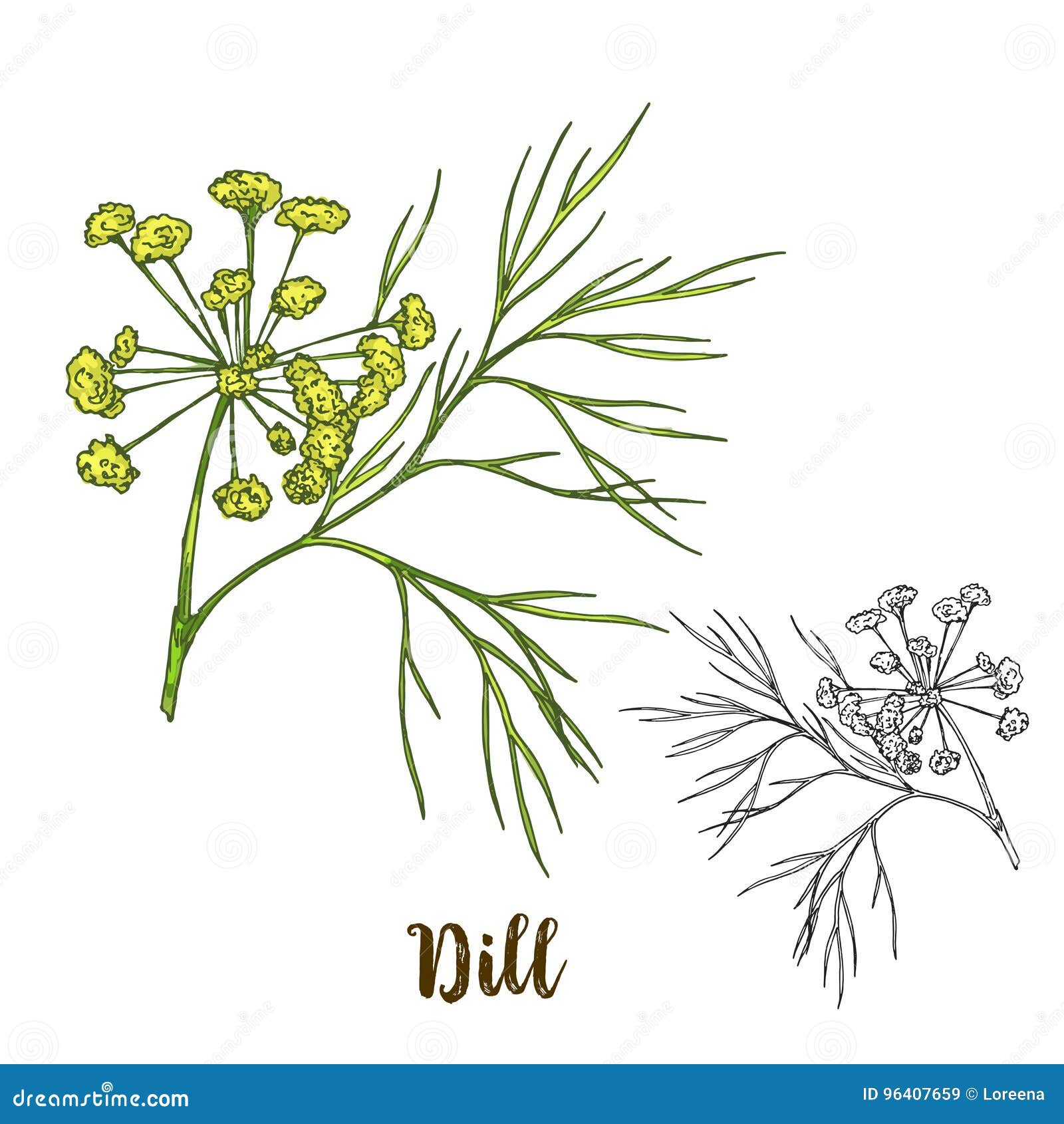 Full Color Realistic Sketch Illustration of Dill Stock Vector ...