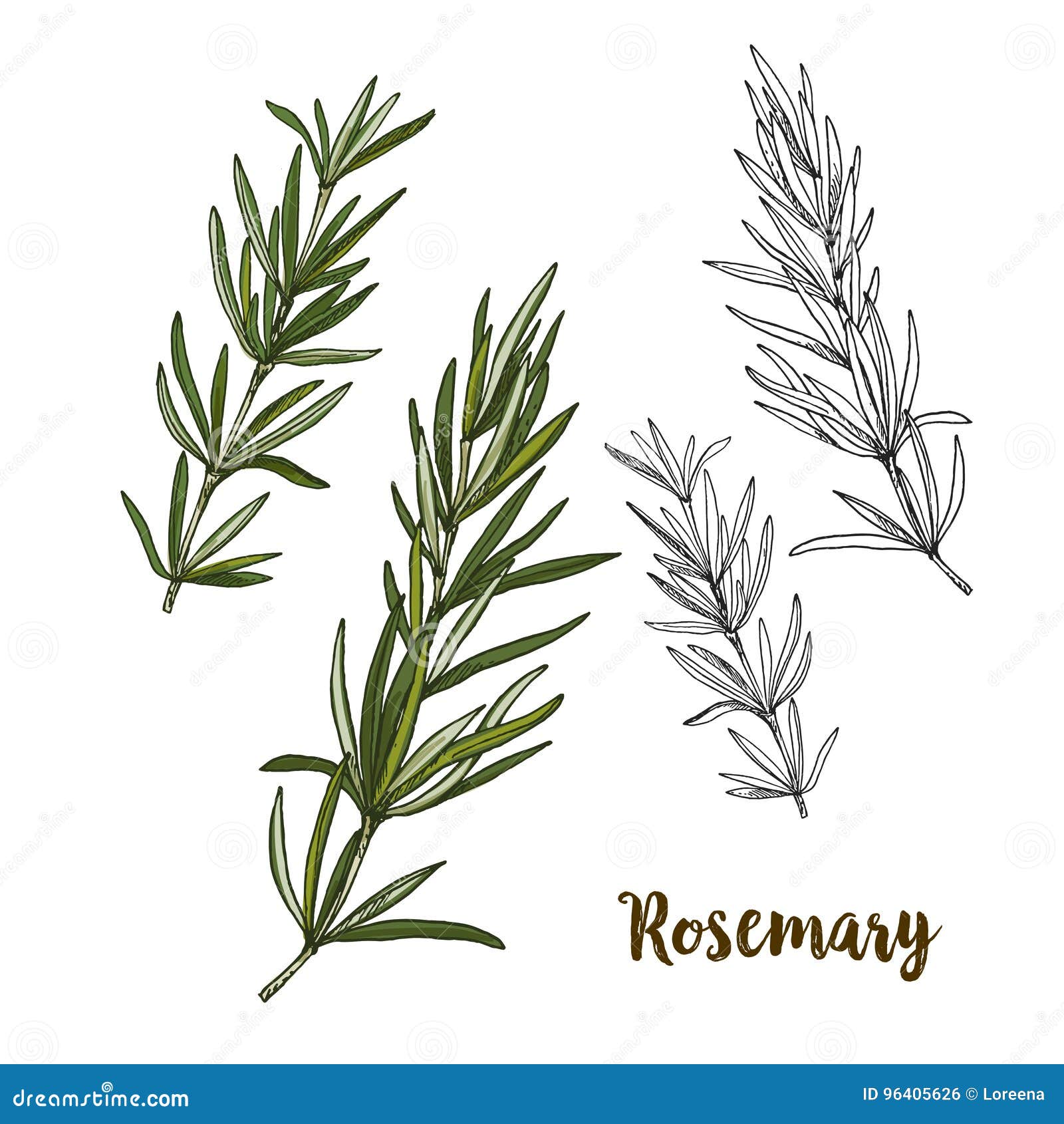 Full Color Realistic Sketch Illustration of Rosemary Stock Vector ...