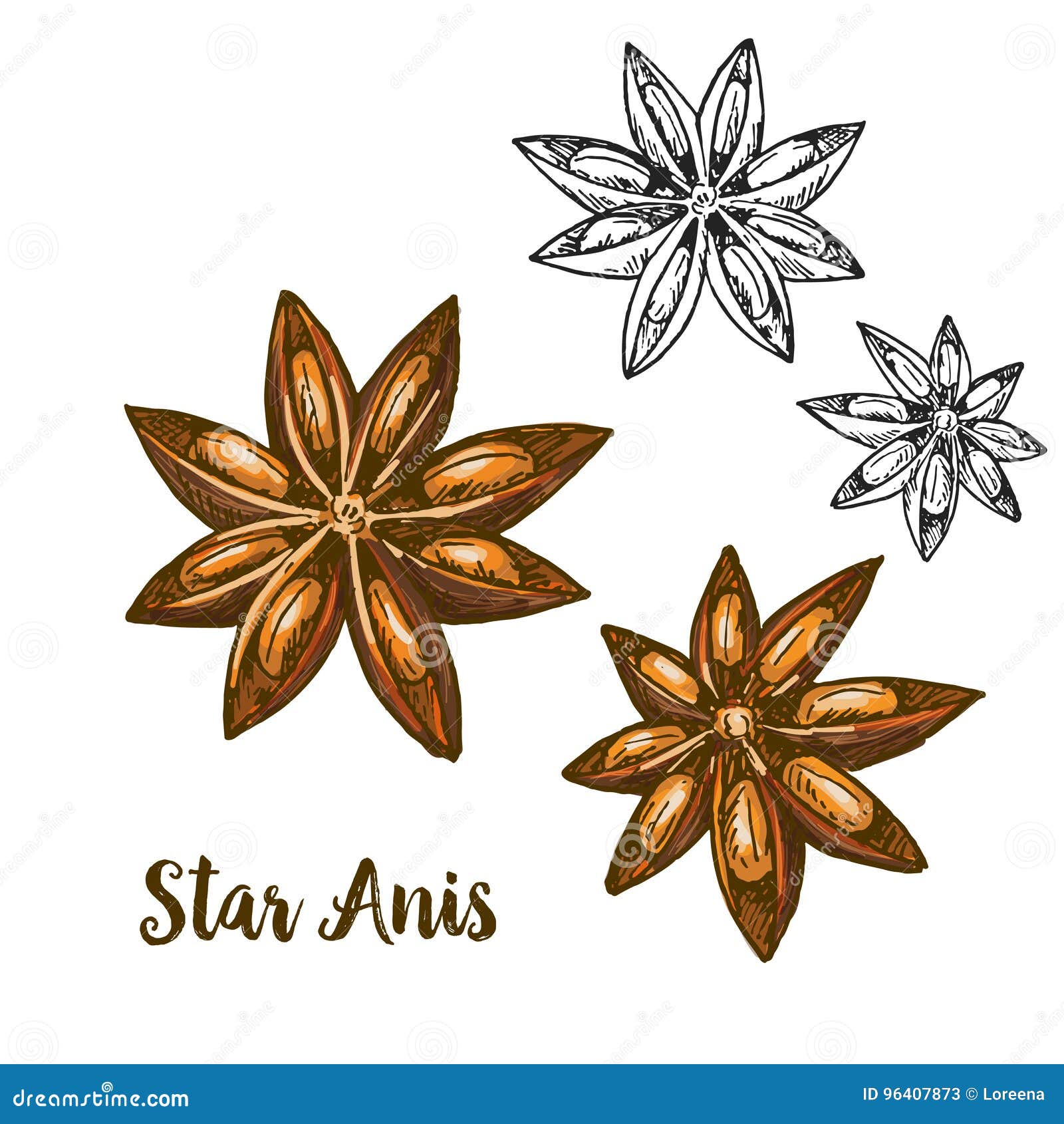 Full Color Realistic Sketch Illustration of Star Anis Stock Vector ...