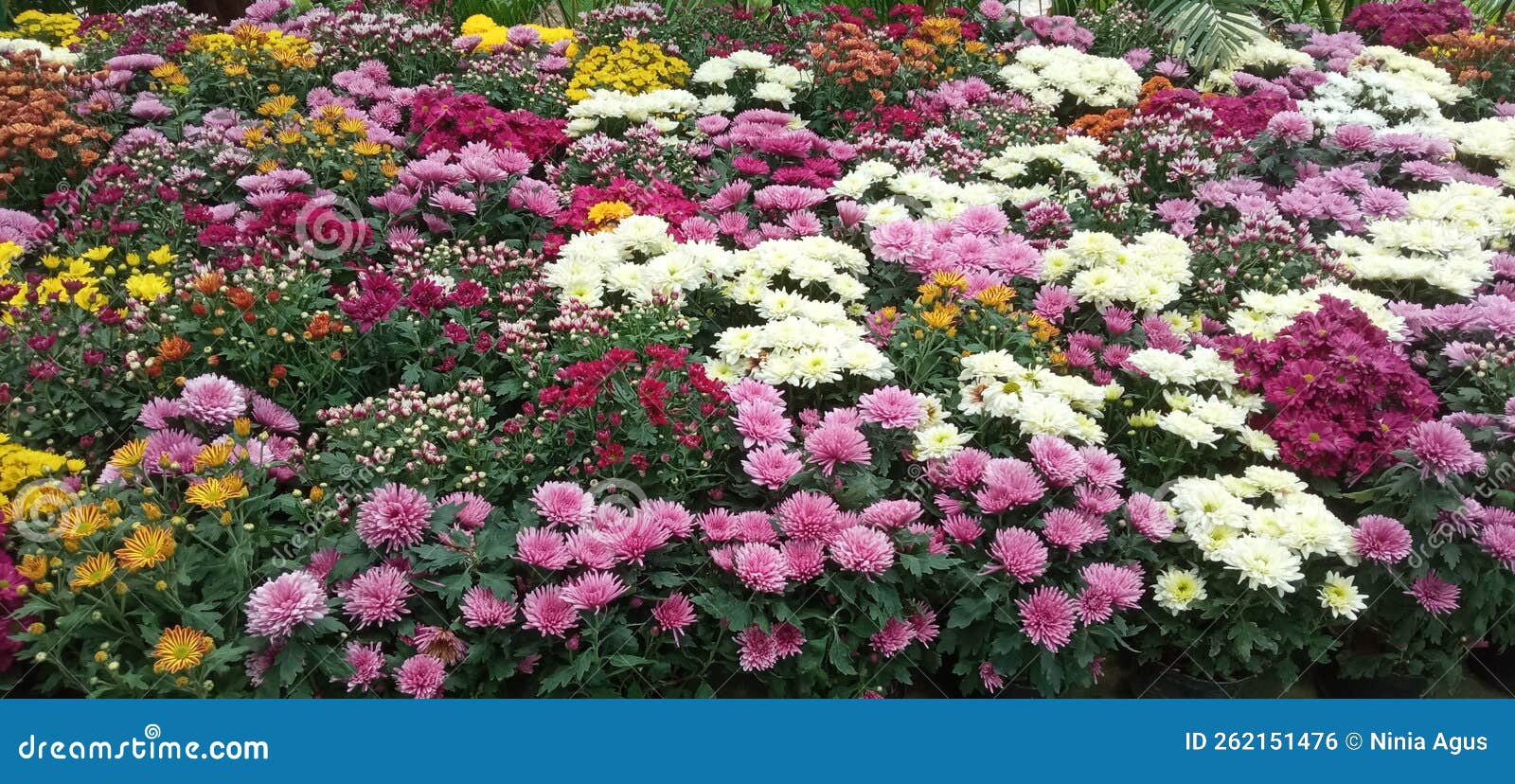 Full of colours stock photo. Image of pink, flower, garden - 262151476