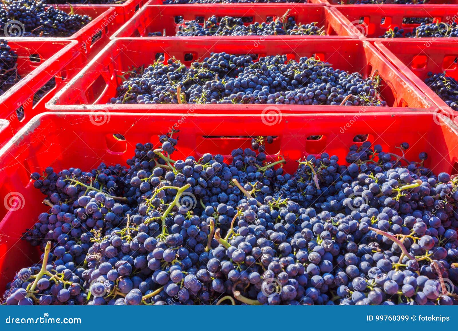 Grape harvesting stock image. Image of grapes, fruit - 99760399