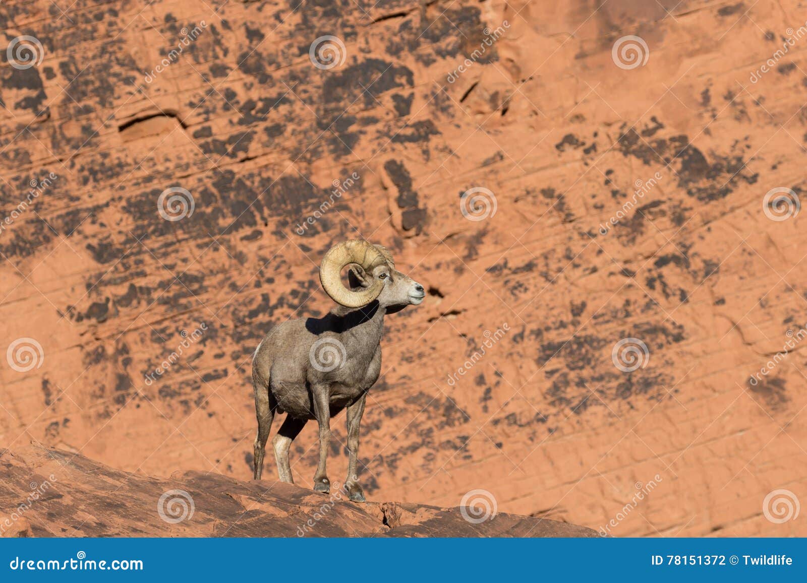 Full Curl Desert Bighorn Ram Stock Photo - Image of sheep, wild: 78151372