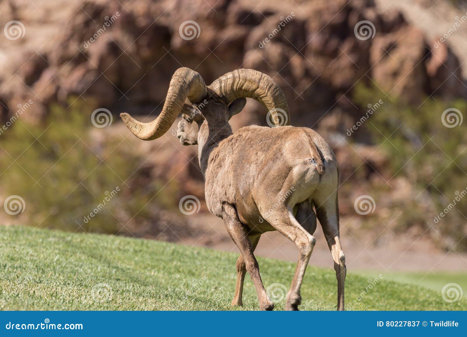 Full Curl Desert Bighorn Sheep Ram Stock Image - Image of herd, sheep ...