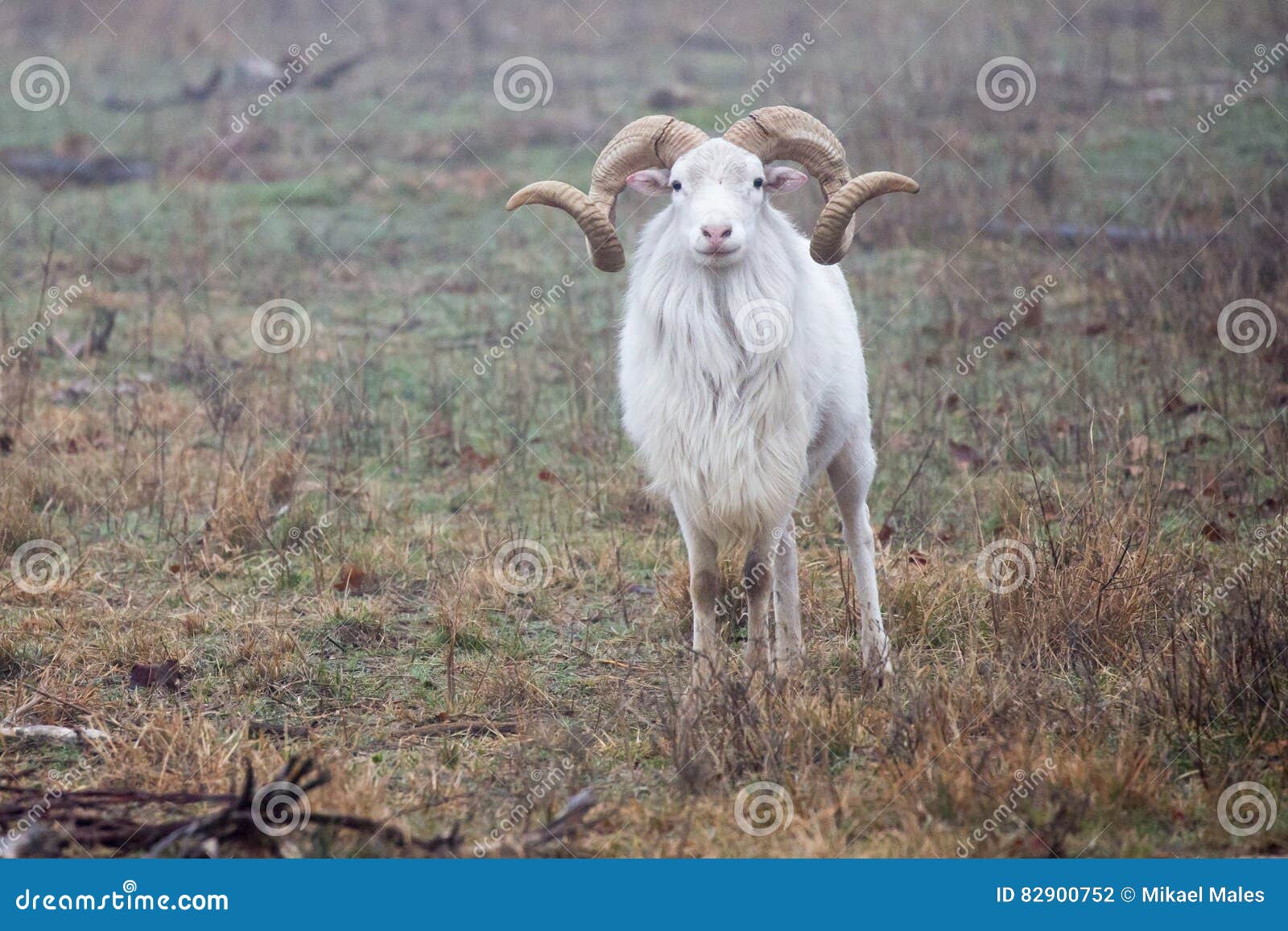 Full curl Texas Dall ram stock photo. Image of curl, exotics - 82900752
