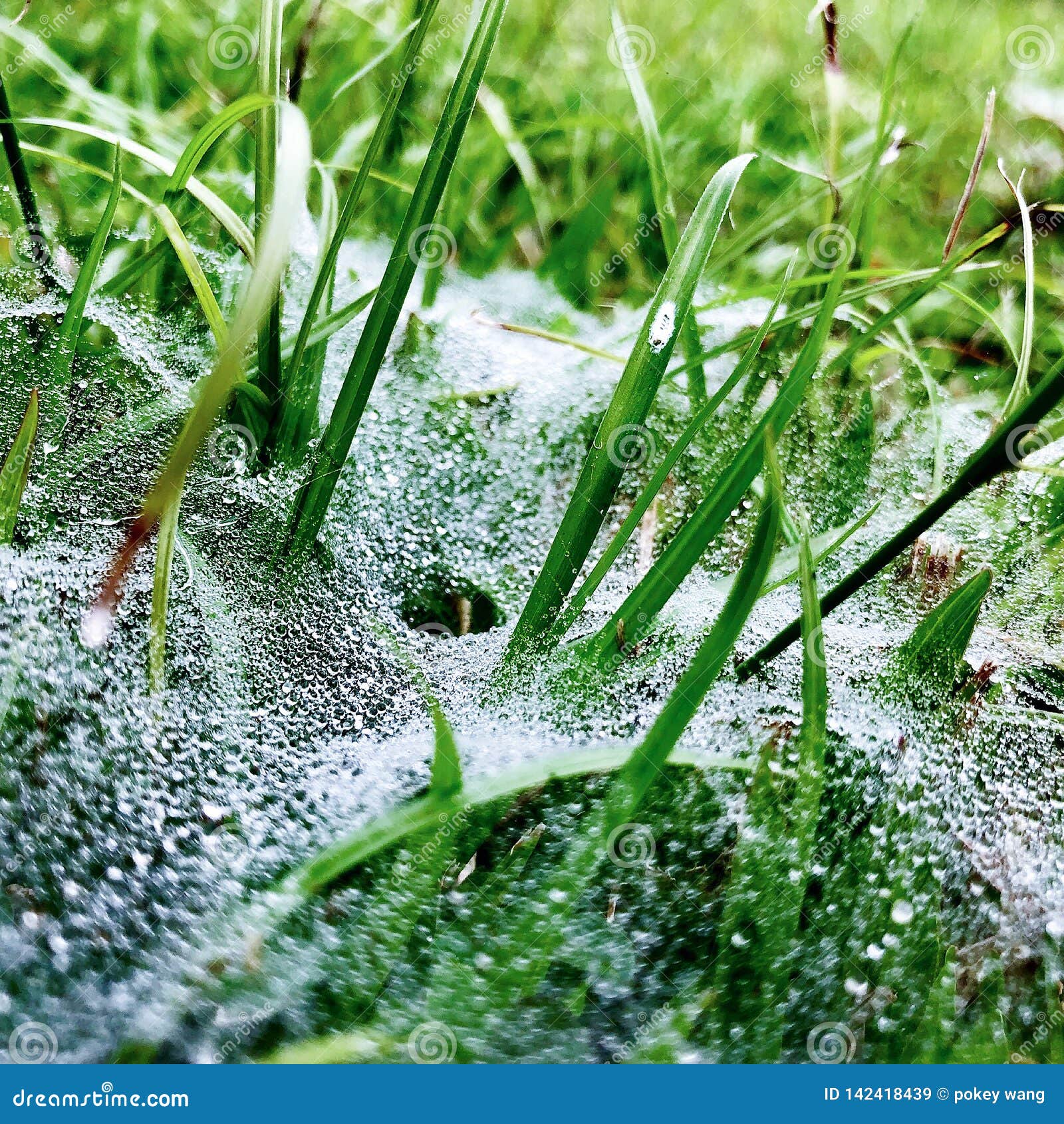 Cobweb stock image. Image of cobweb, spider, grass, full - 142418439