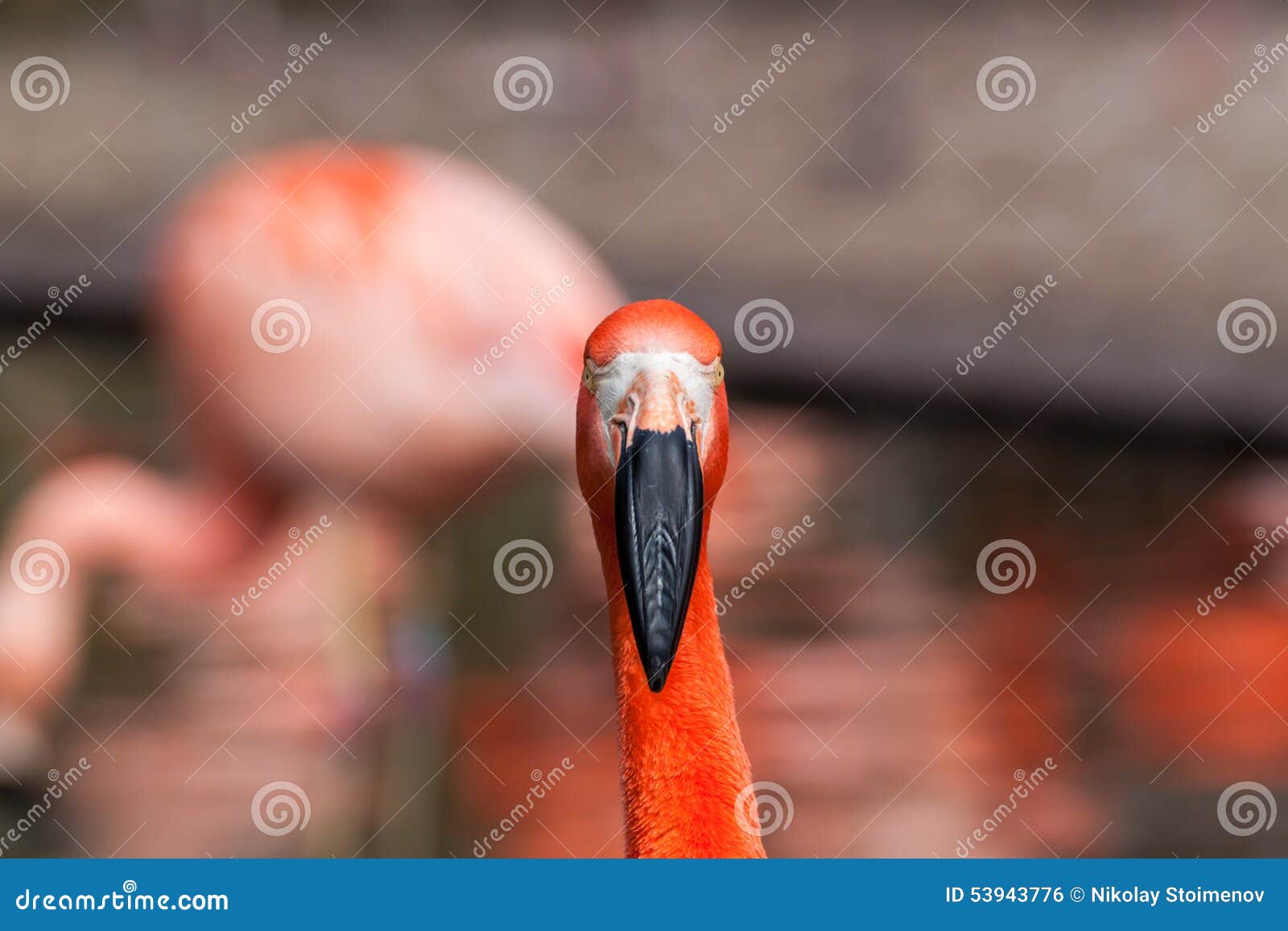 Full-face of American Flamingo Stock Photo - Image of american ...