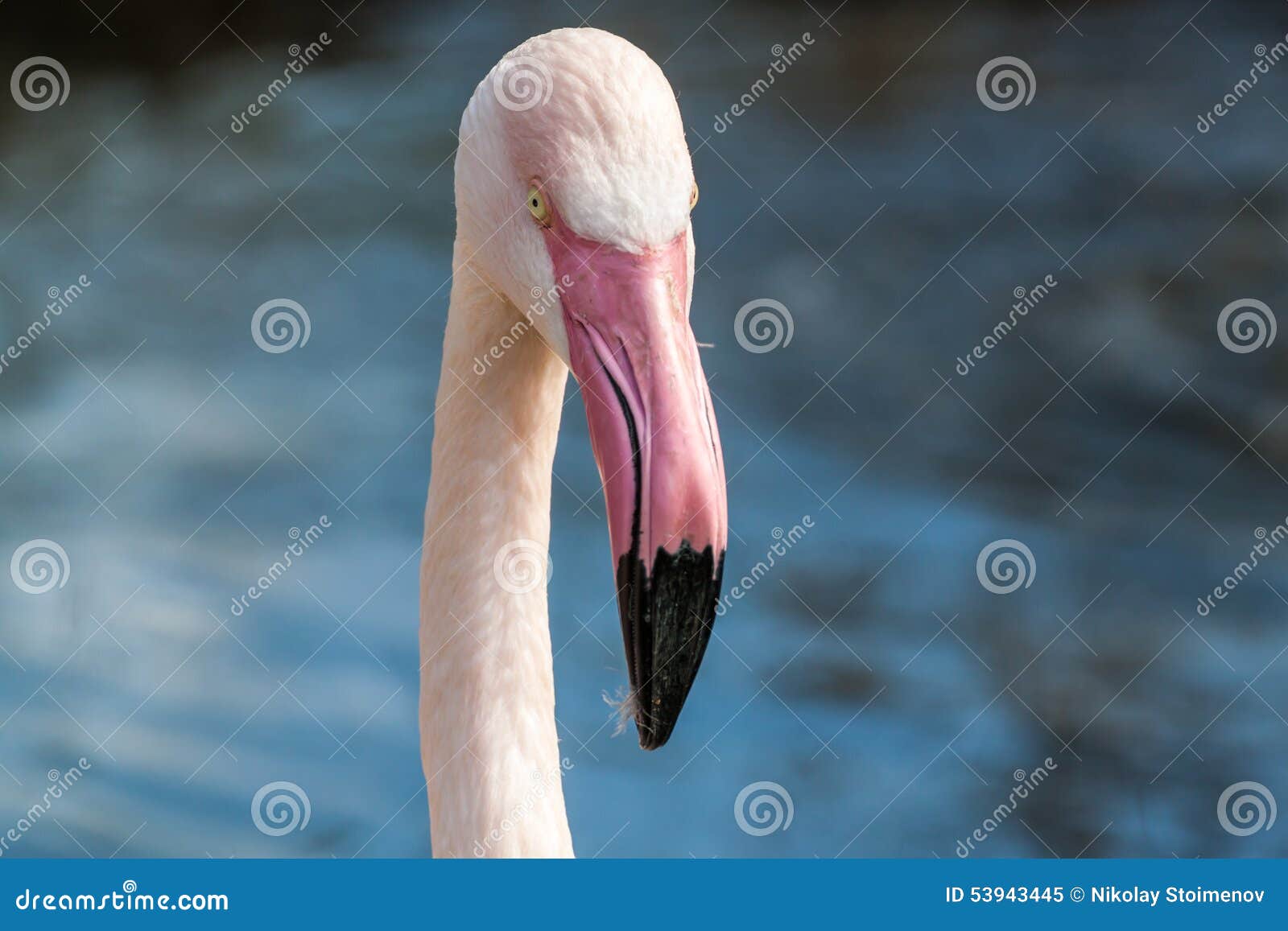Full-face of Greater Flamingo Stock Image - Image of nature ...