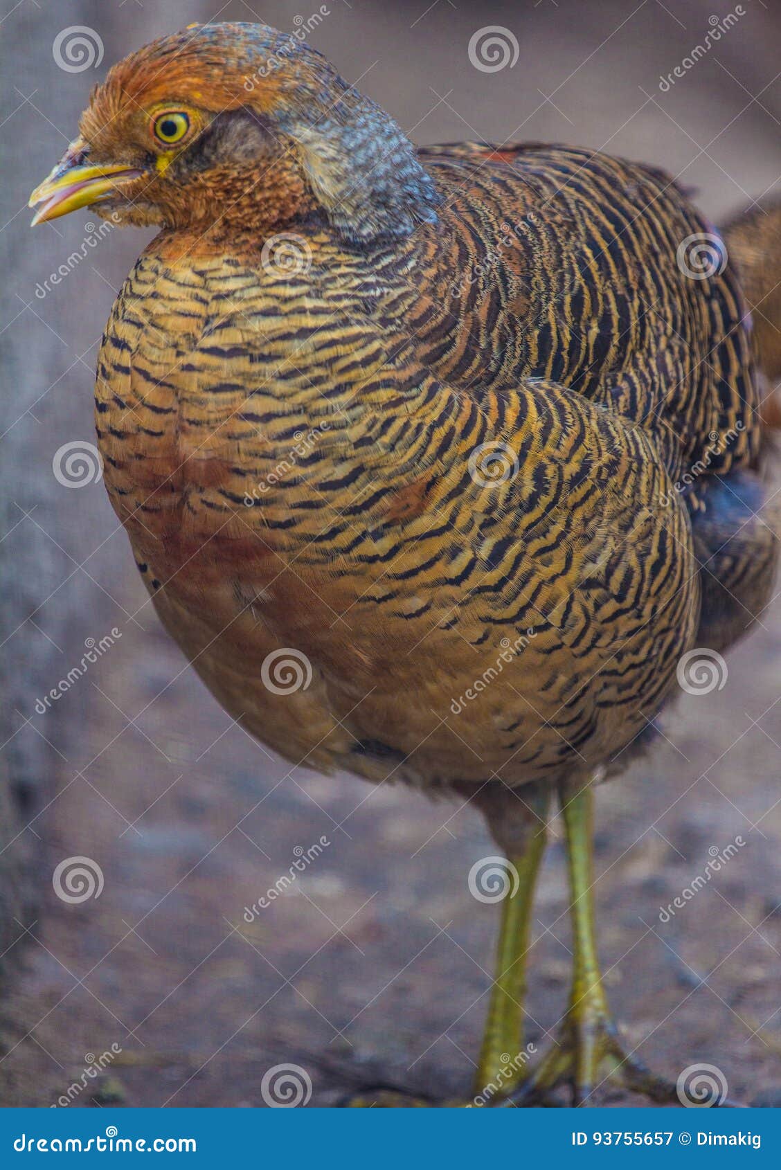 Full-face of Pheasant Female Stock Image - Image of park, pheasant ...
