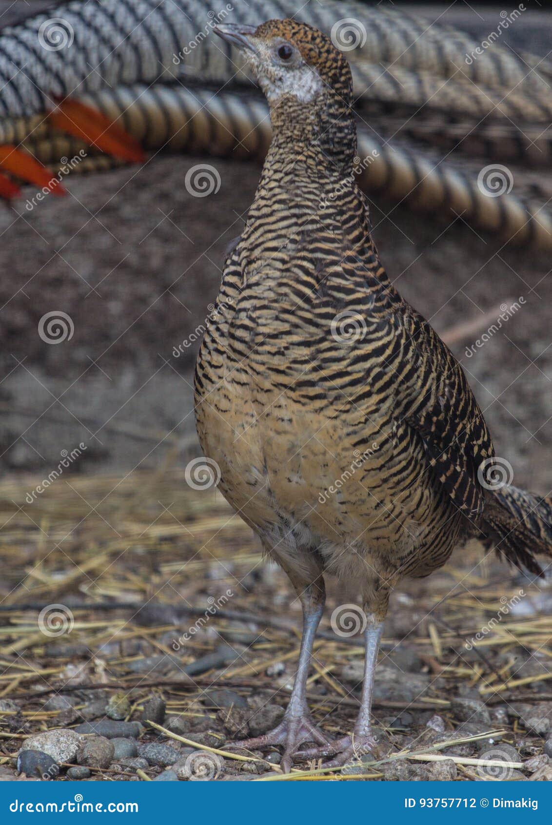 Full-face of Pheasant Female Stock Photo - Image of plumage, forest ...