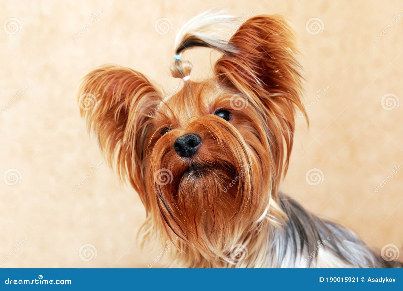 Full Face Portrait of Yorkshire Terrier with Long Hair Stock Image ...