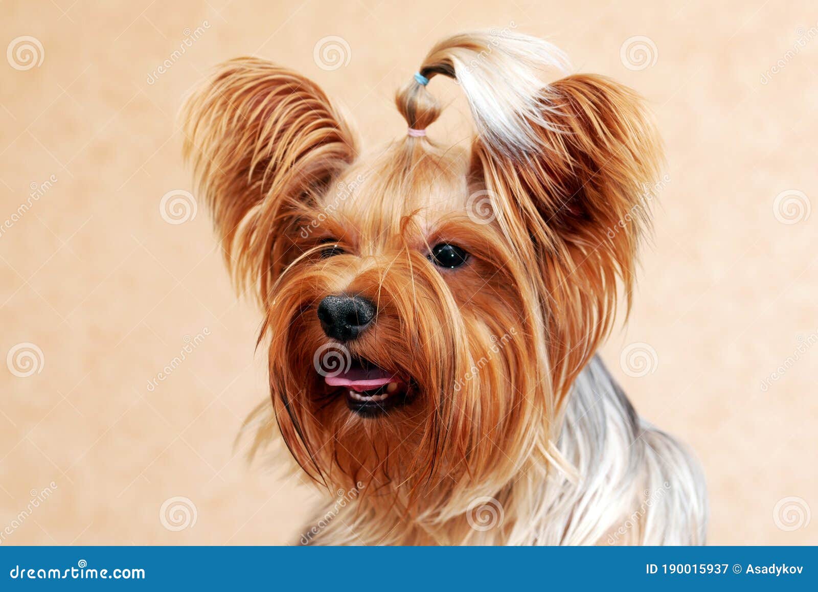 Full Face Portrait of Yorkshire Terrier with Long Hair Stock Image ...