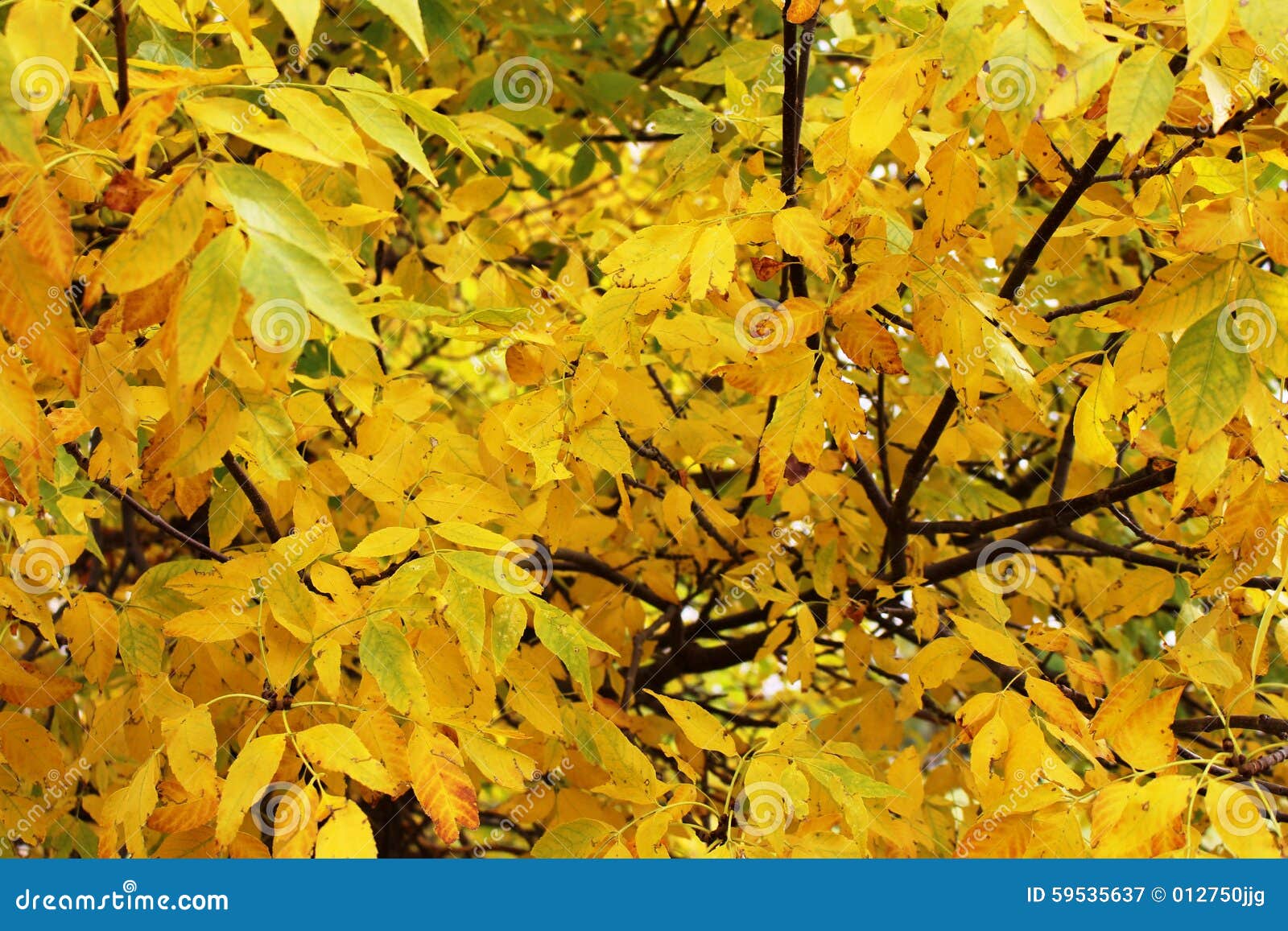 Full Fall Yellow Foliage - Ash Trees Stock Image - Image of fall ...