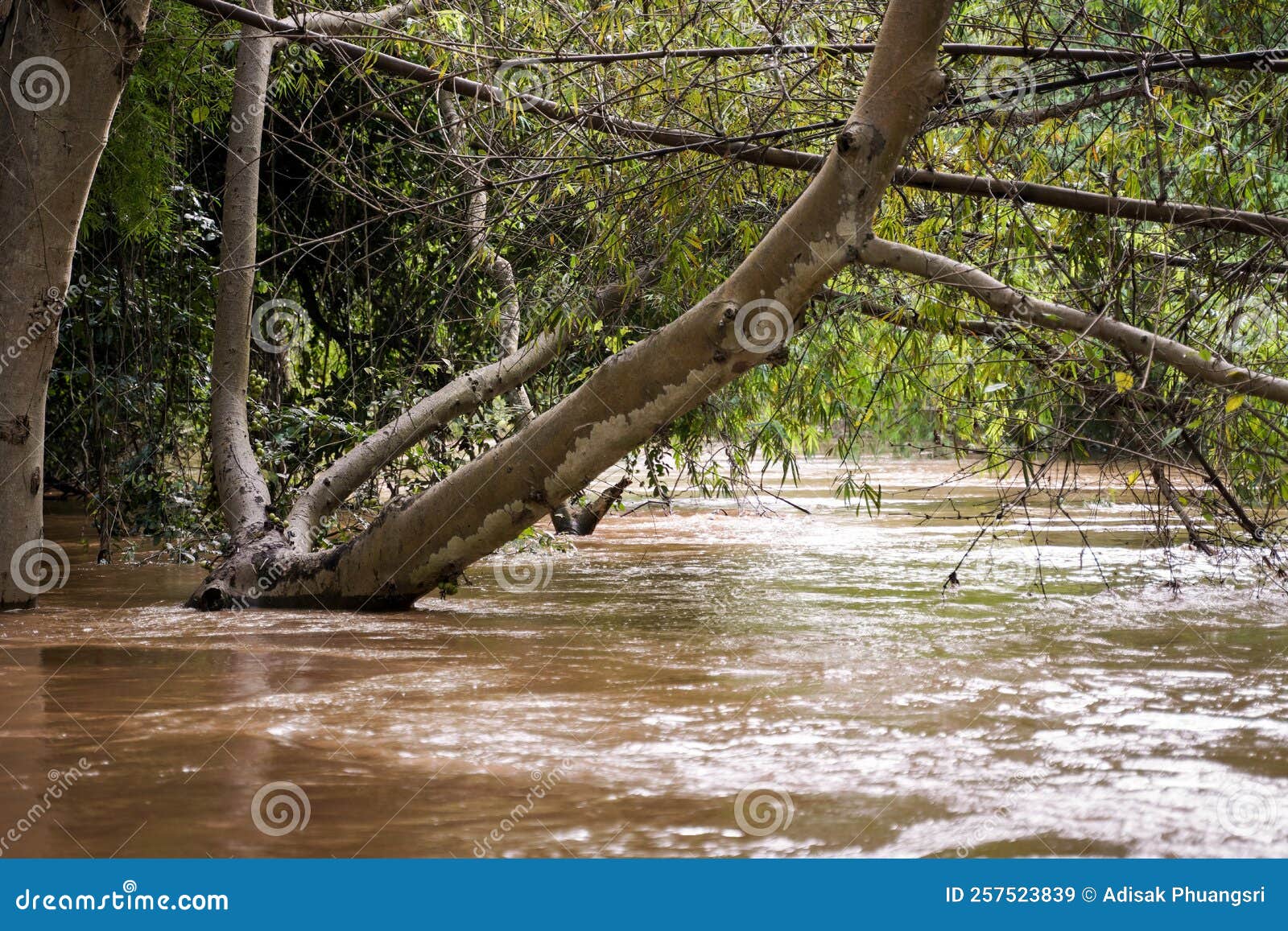 Full Flooding in the River. Stock Image - Image of beautiful ...