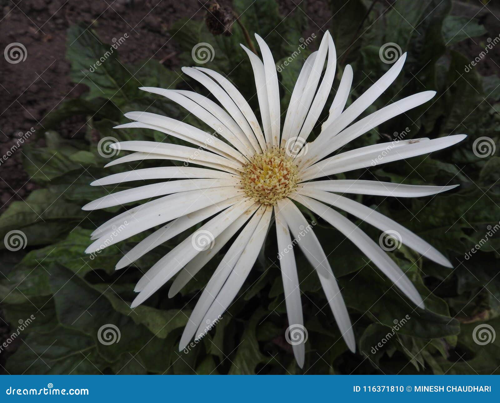 Full flower stock photo. Image of white, size, flower - 116371810