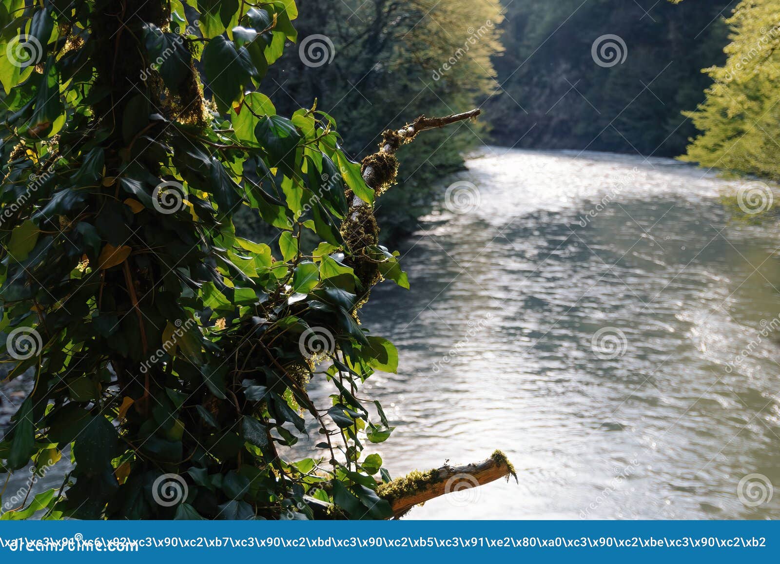 Full-flowing Mountain River. Sochi Stock Photo - Image of river, rock ...
