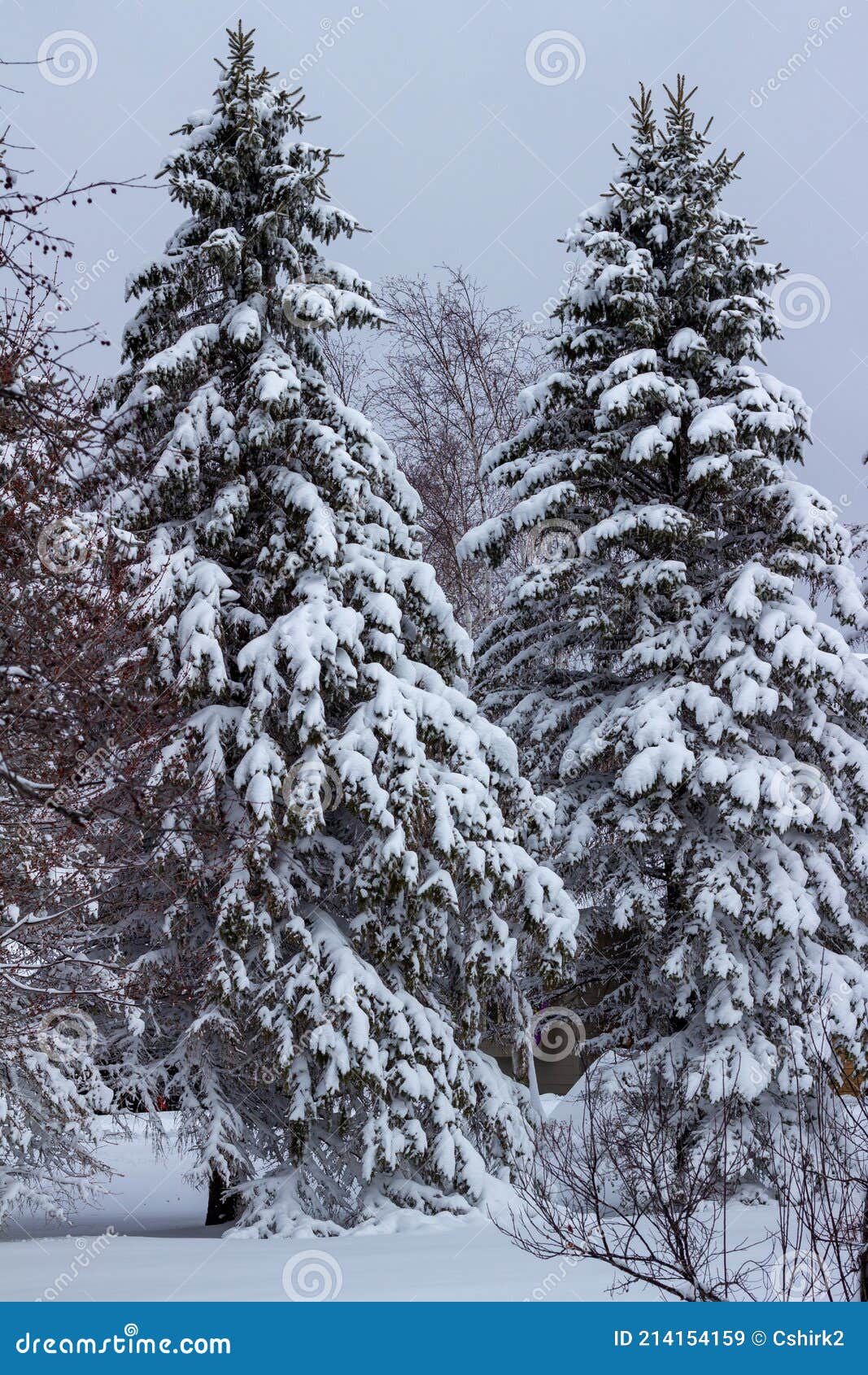 Evergreen Tree Branches Covered in Deep Snow Stock Image - Image of ...