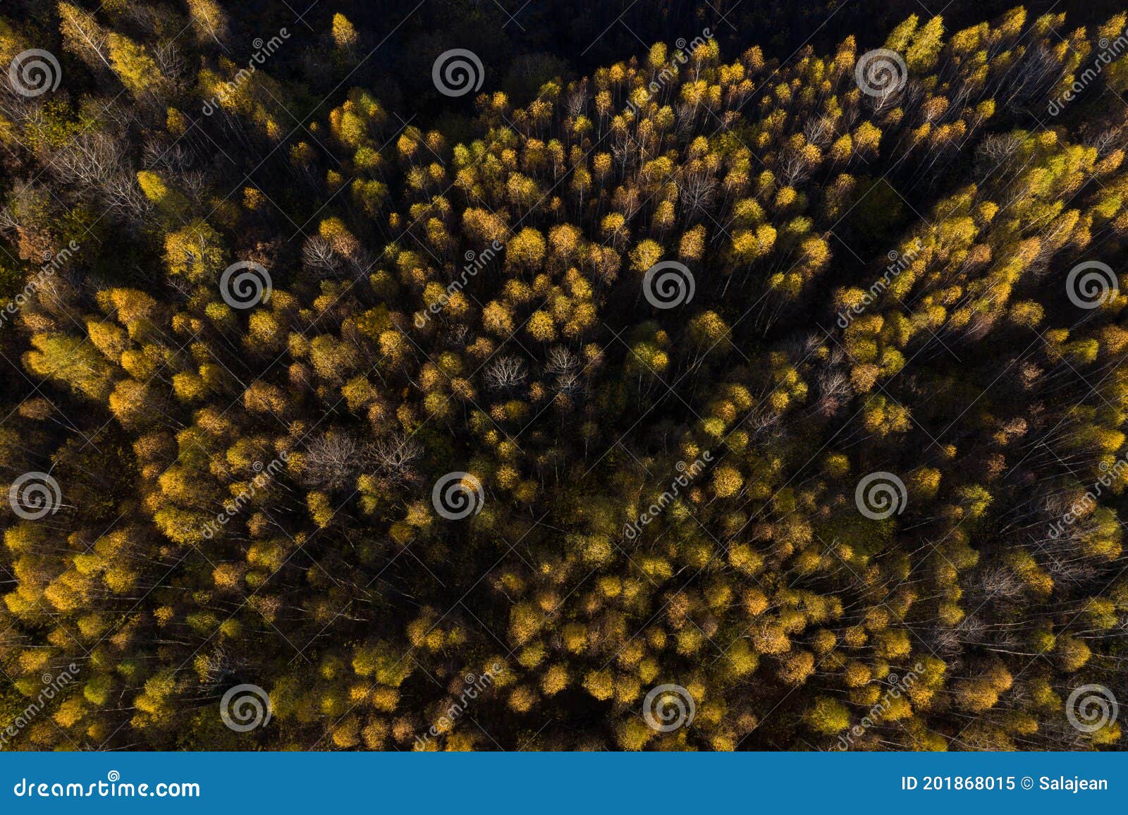 Full Frame Aerial View of Yellow Birch Tree Forest Canopy Stock Image ...