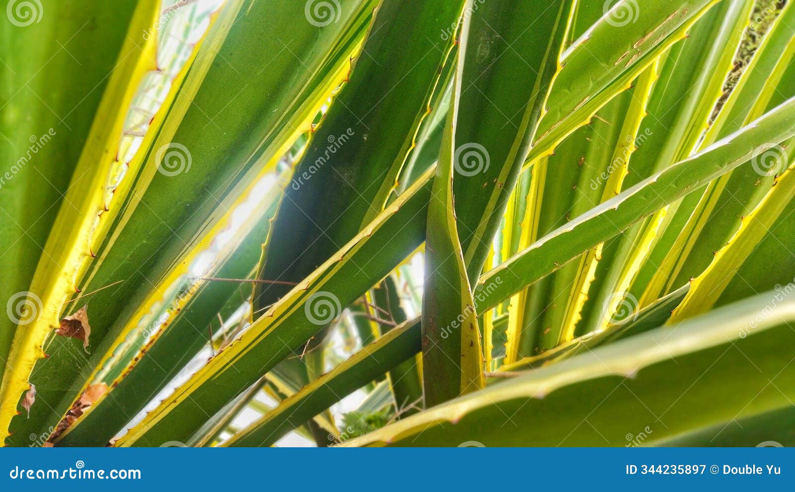 Full Frame Agave Green Yellow Plant Stock Image - Image of plant ...