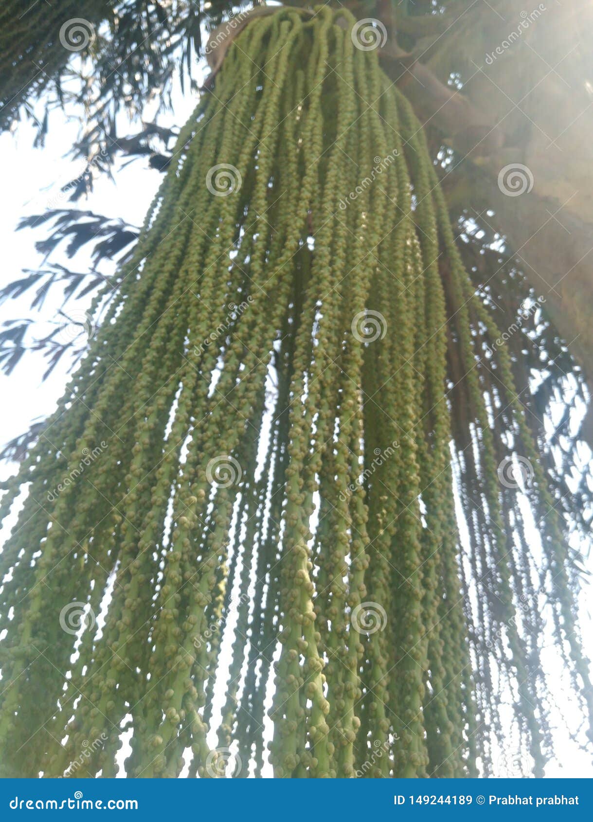 Bright Rame With Different Types Of Pasta Cartoon Vector ...