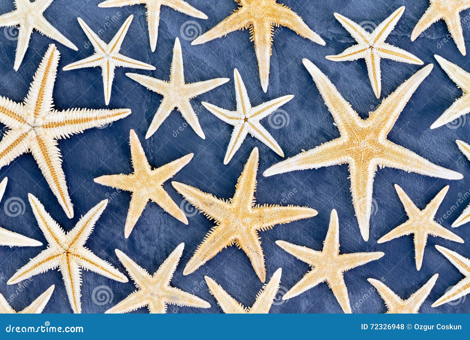 Starfish In Full Reproduction Of Its Rays. Normal Starfish, Vintage ...