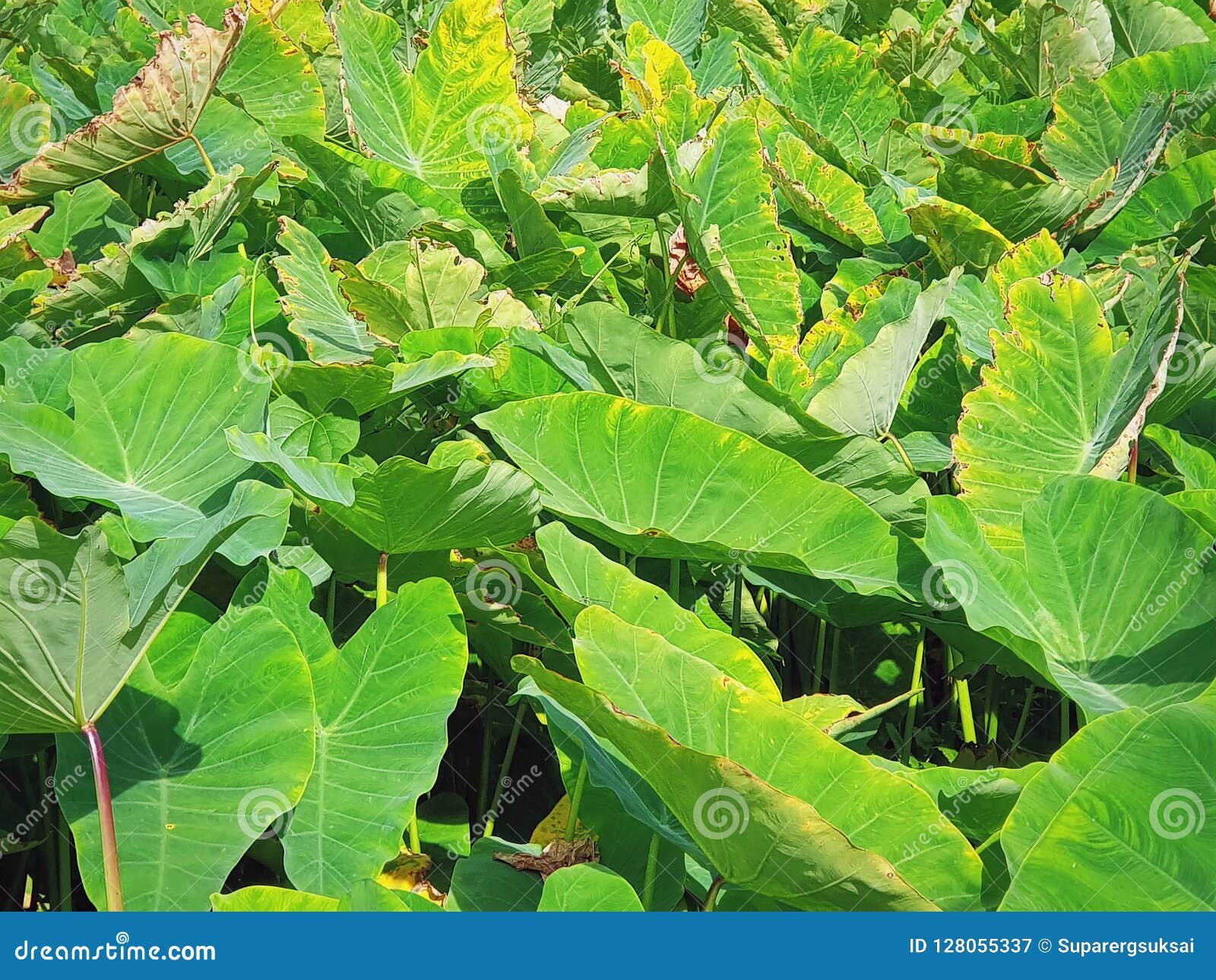 Background of Fresh Green Caladium Plants Stock Image - Image of nature ...