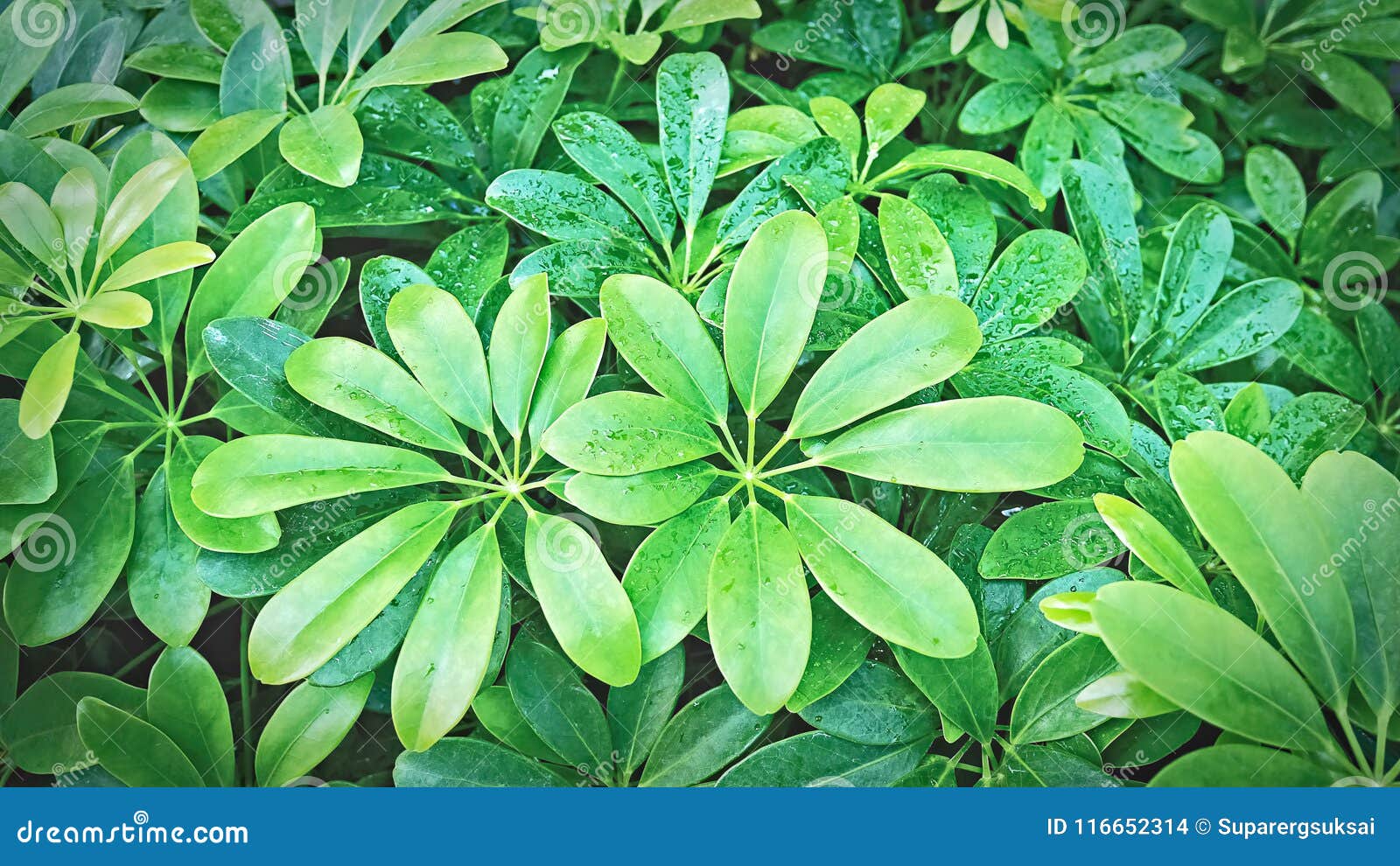 Full Frame Background of Fresh Green Plants Stock Photo - Image of ...