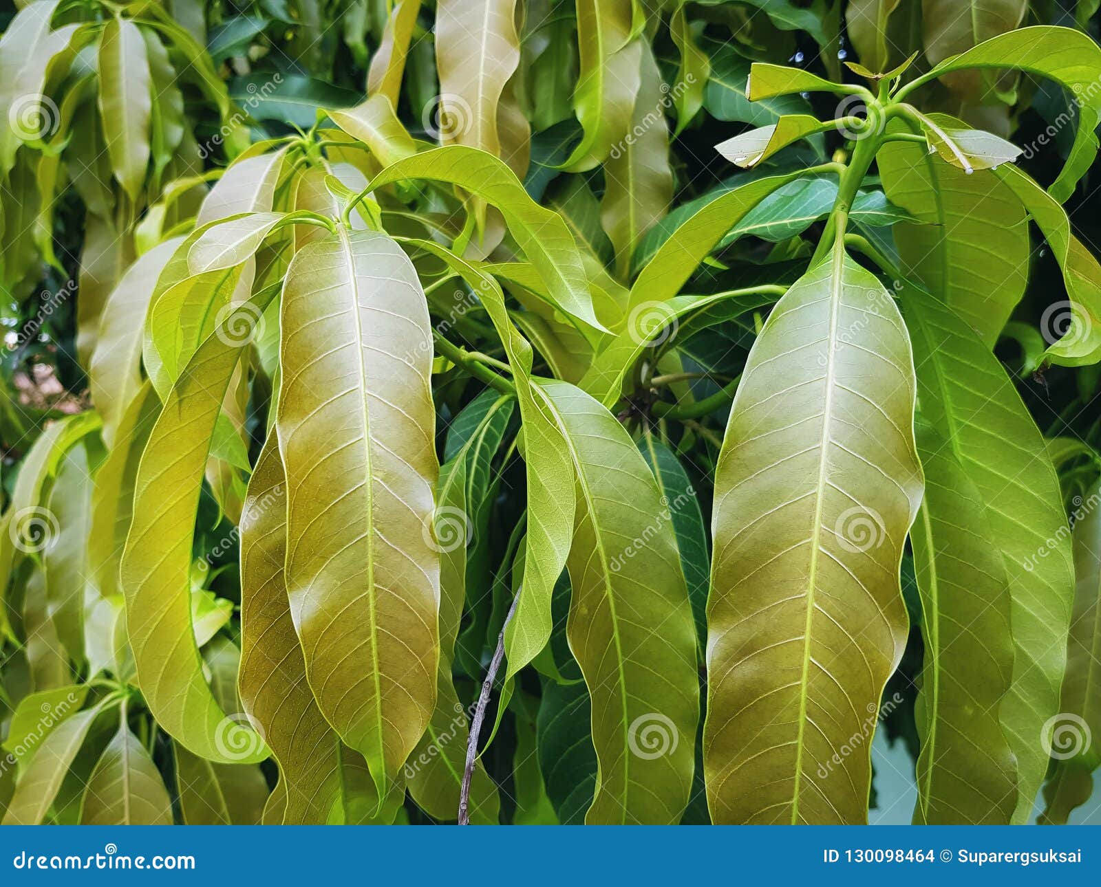 Full Frame Background of Fresh Mango Leaves Stock Photo - Image of ...