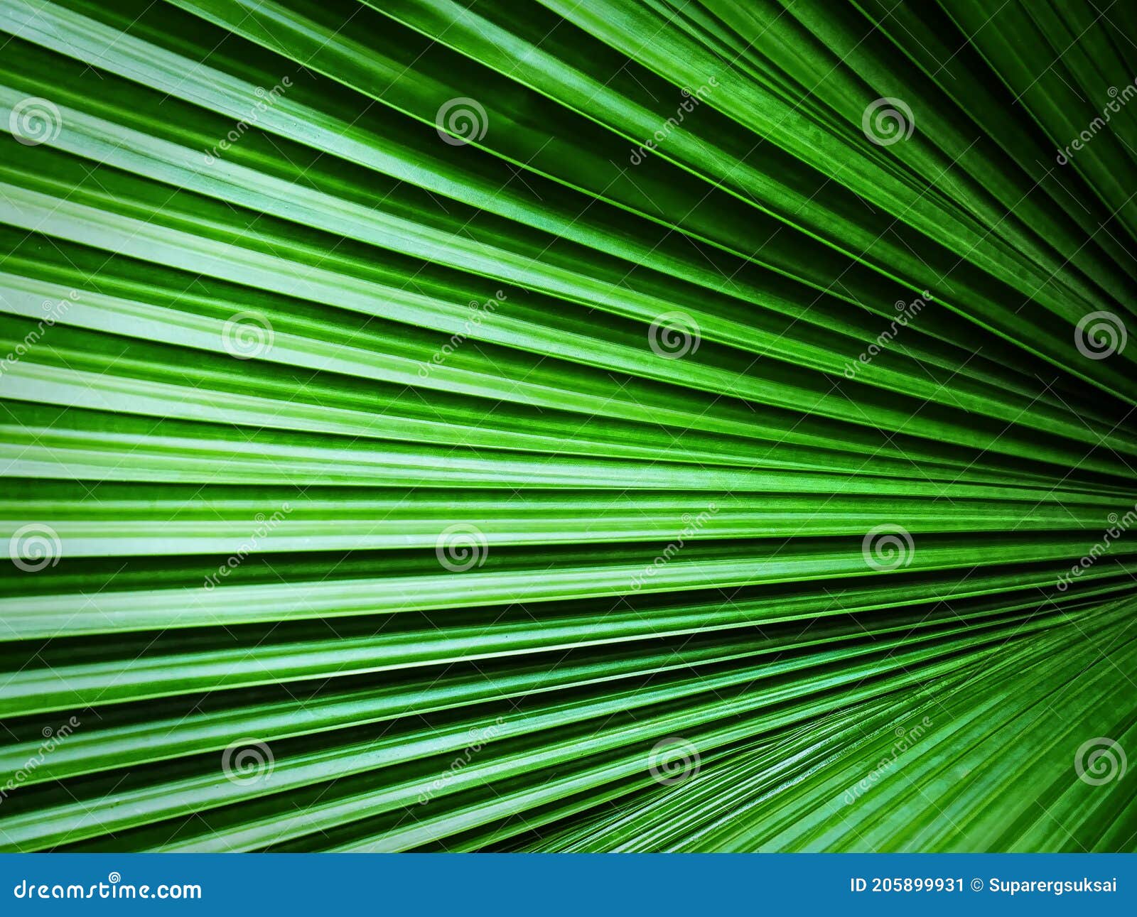 Background Of Green Palm Leaf Texture Stock Image Image Of Abstract