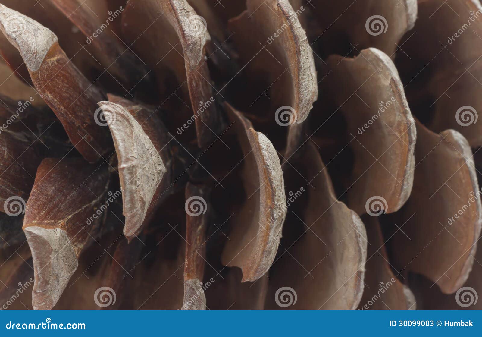 Macro Background of Pine Cone Stock Image - Image of extreme, focus ...