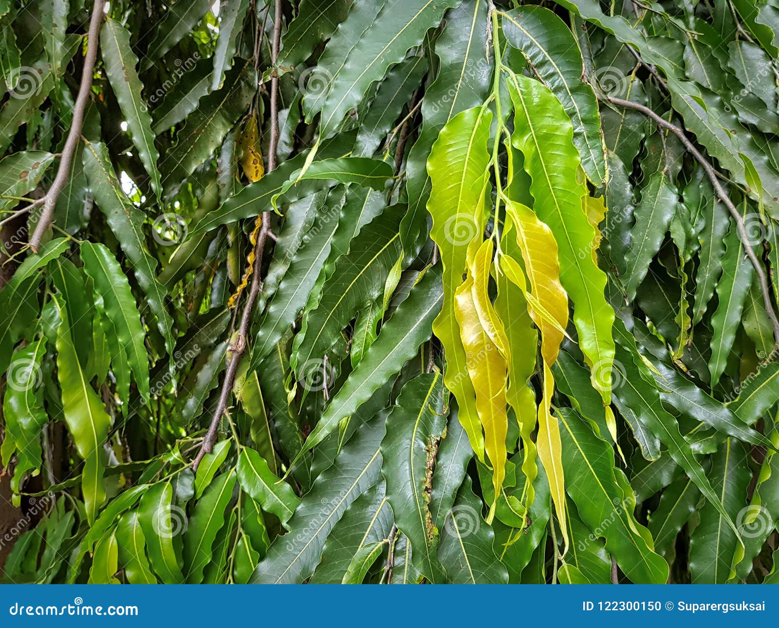 Background of Polyalthia Longifolia Tree Stock Photo - Image of ...
