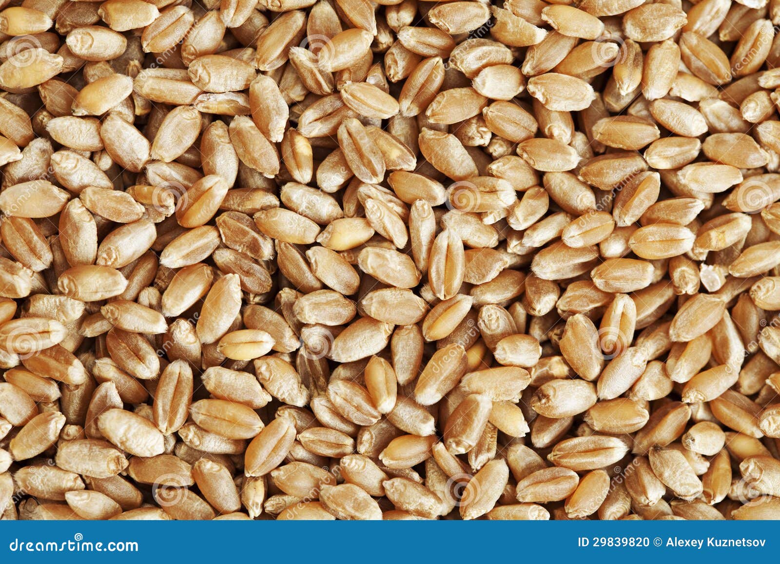 Grain of Wheat closeup stock photo. Image of healthy - 29839820