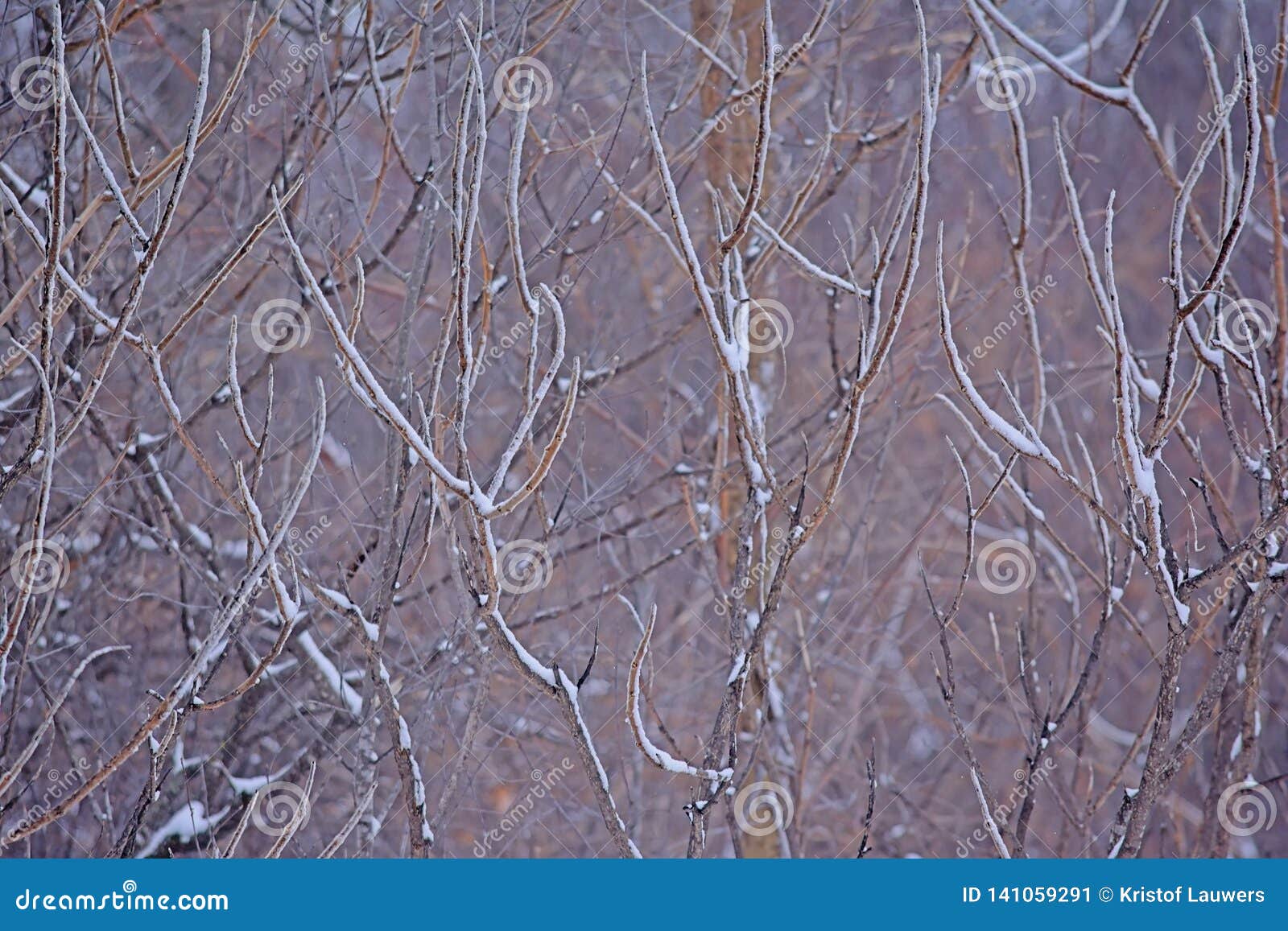 Snow Covereed Bare Tree Branches Texture, Selective Focus Stock Image ...