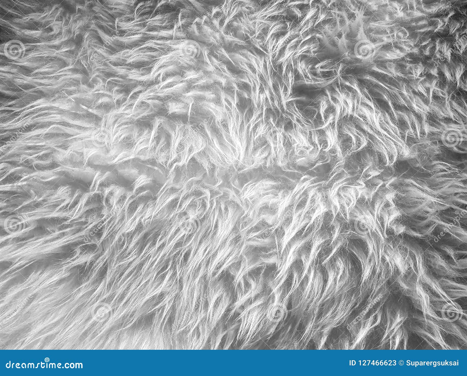 Full Frame Background of Soft White Sheep Wool Stock Image - Image of ...