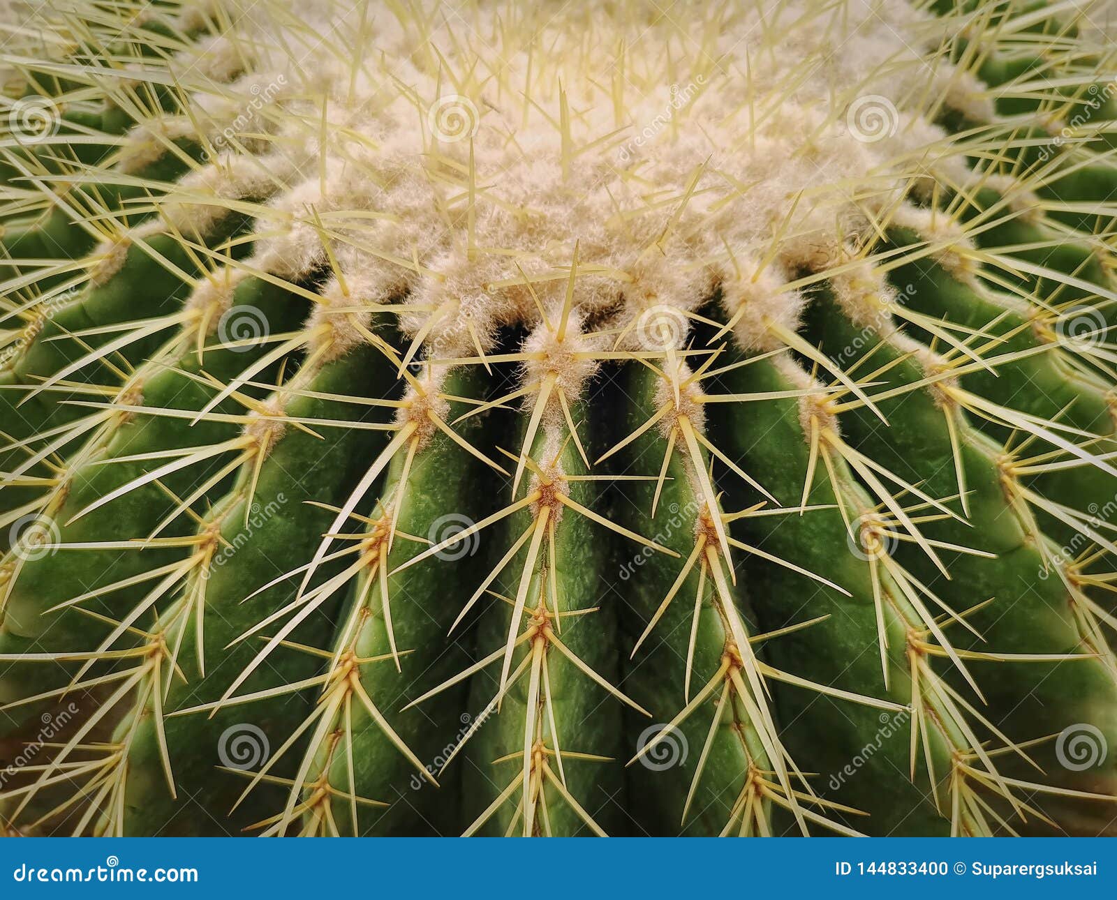 Close-up Background of Spiky Spherical Cactus Stock Photo - Image of ...