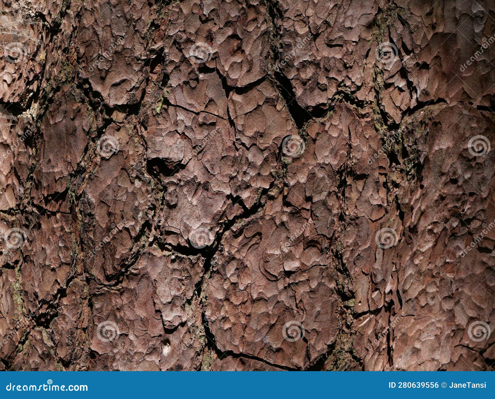 Full Frame Background of Textured Gnarled Tree Trunk with Copyspace ...