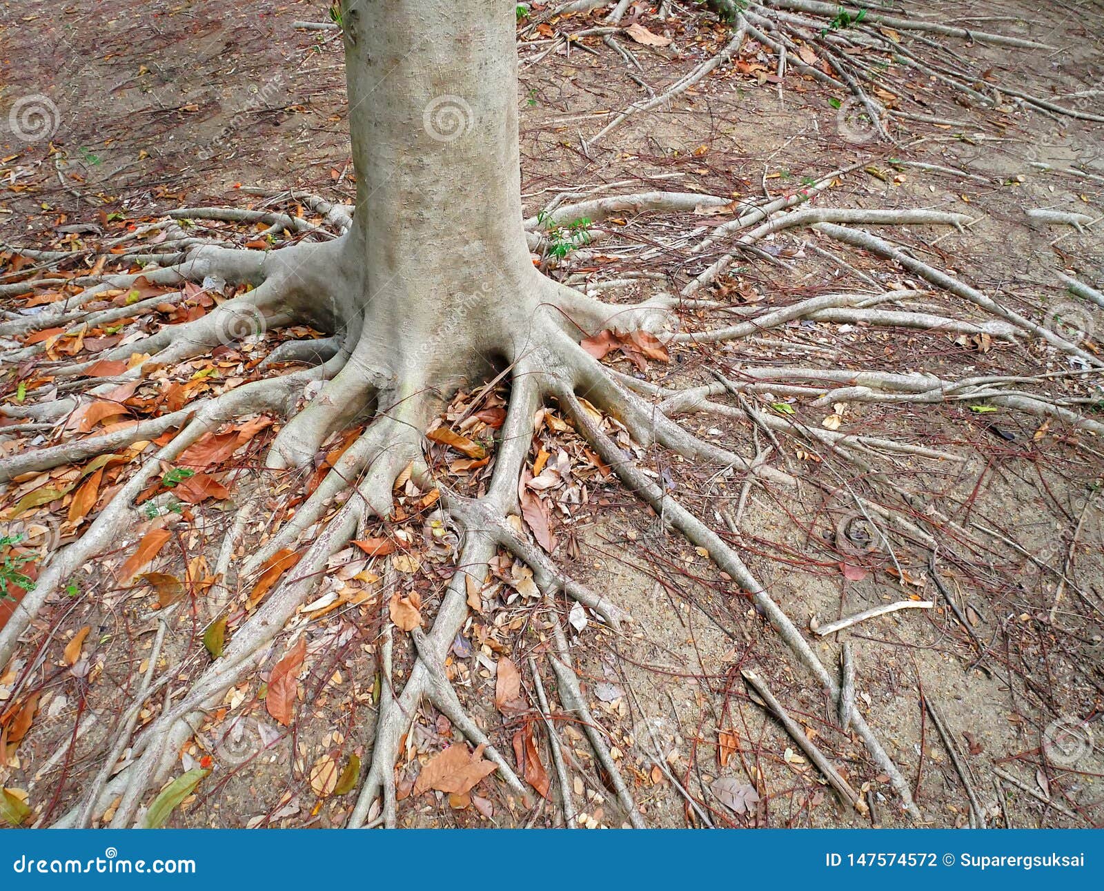 Background of Tree Roots and Trunks on the Ground Stock Photo - Image ...