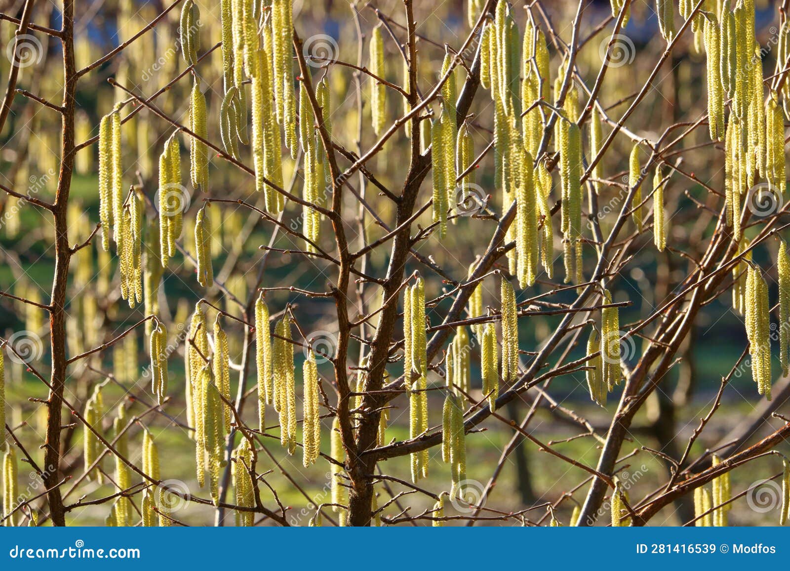 Full Frame Background Willow Tree Buds Stock Image - Image of sunlight ...