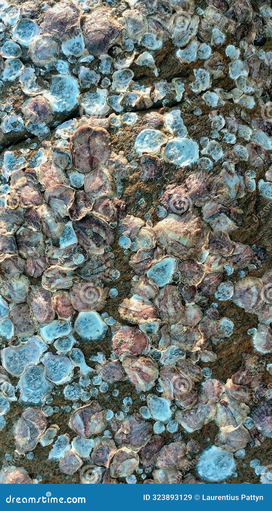 Barnacle Shell On The Rock Background.barnacle Shells Embedded With ...