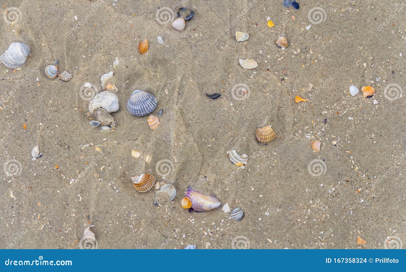 Seashells on a beach stock photo. Image of seashell - 167358324