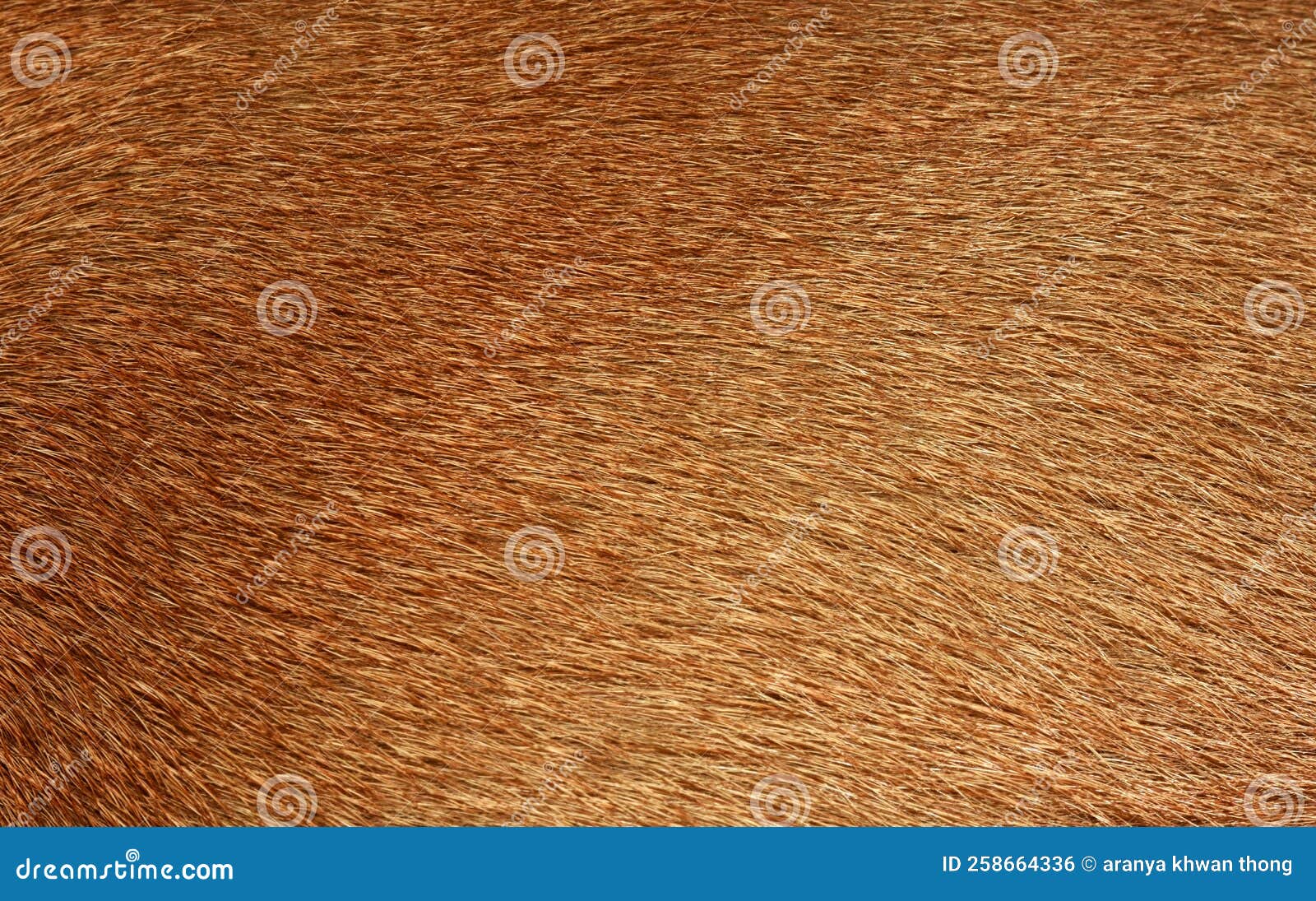 Full Frame Brown Fur, Brown Deer Fur for the Background Stock Photo ...