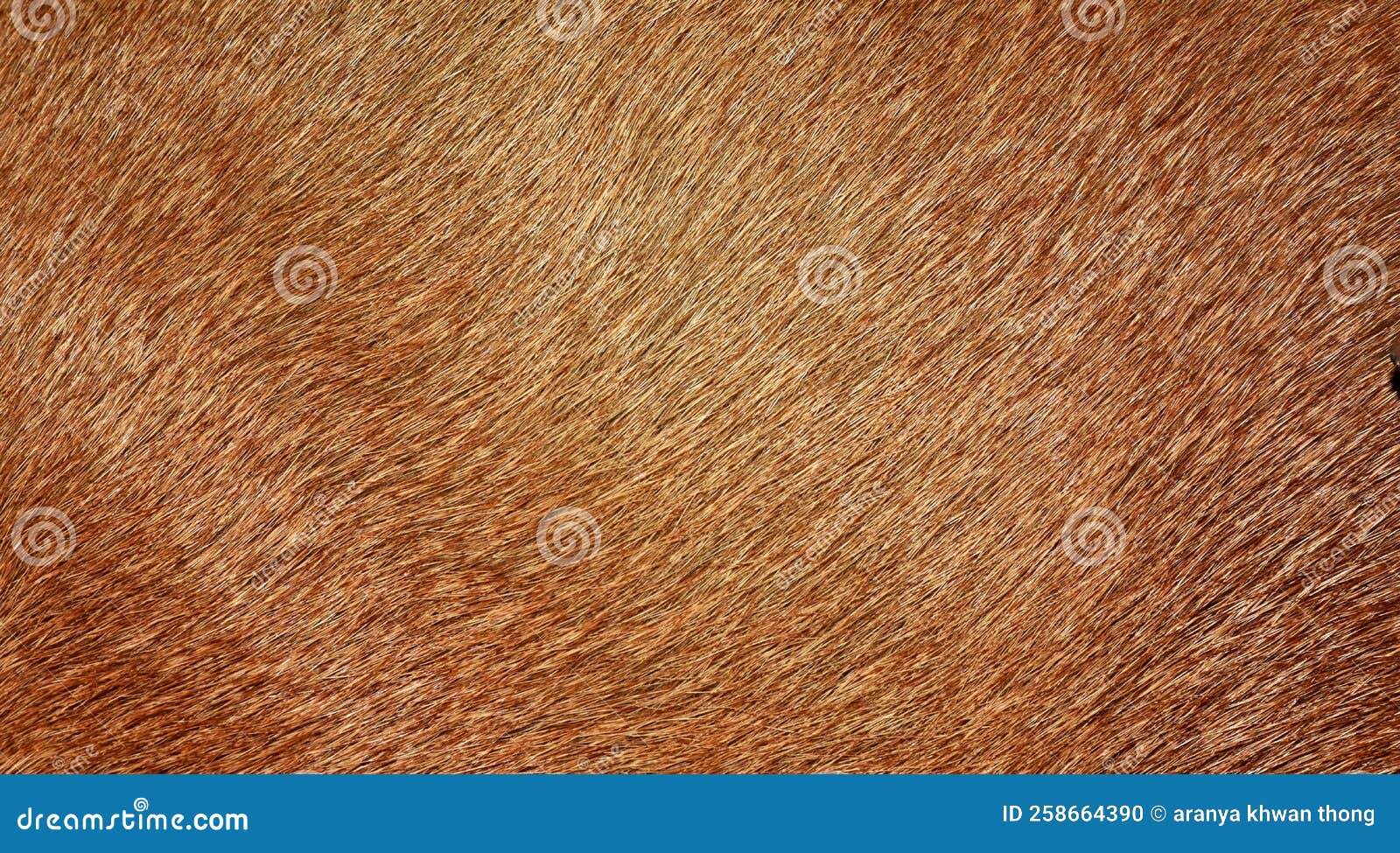 Full Frame Brown Fur, Brown Deer Fur for the Background Stock Photo ...