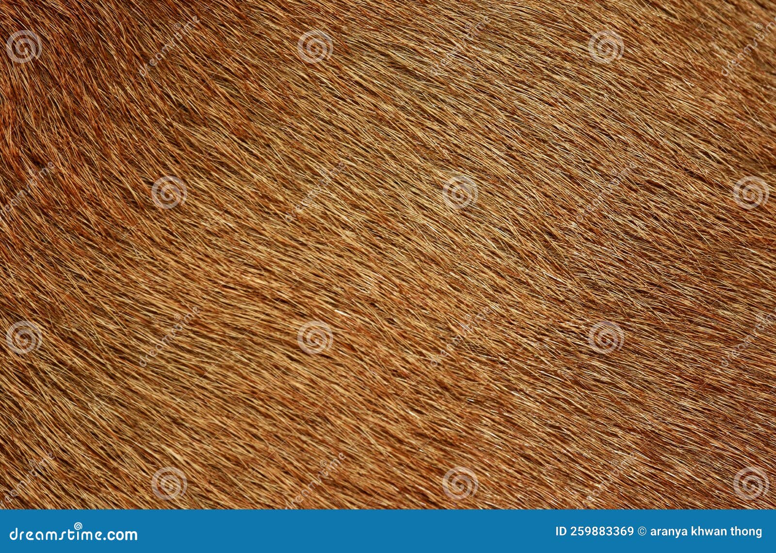 Full Frame Brown Fur, Brown Deer Fur for the Background Stock Image ...