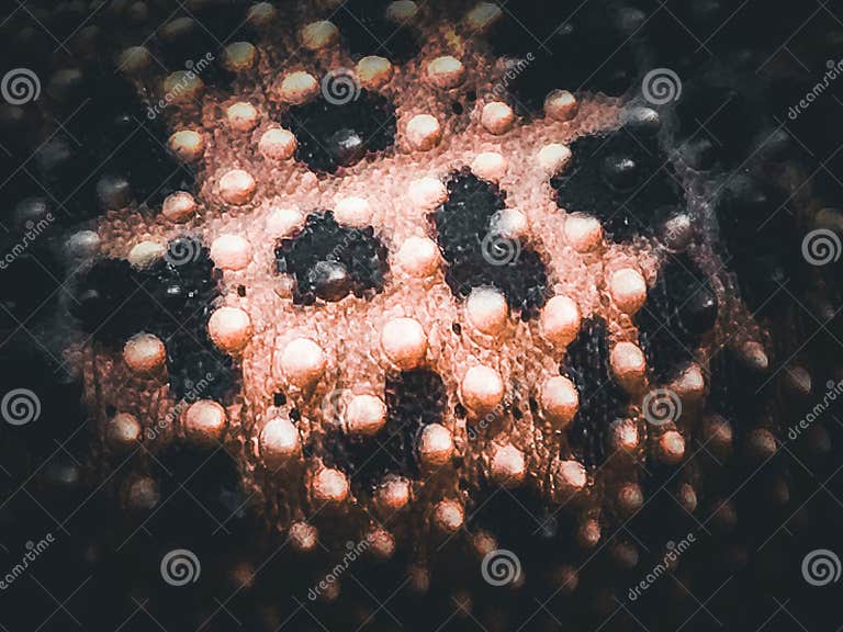 Full Frame Bumpy Lizard Skin Spotted Texture Background Stock Image ...