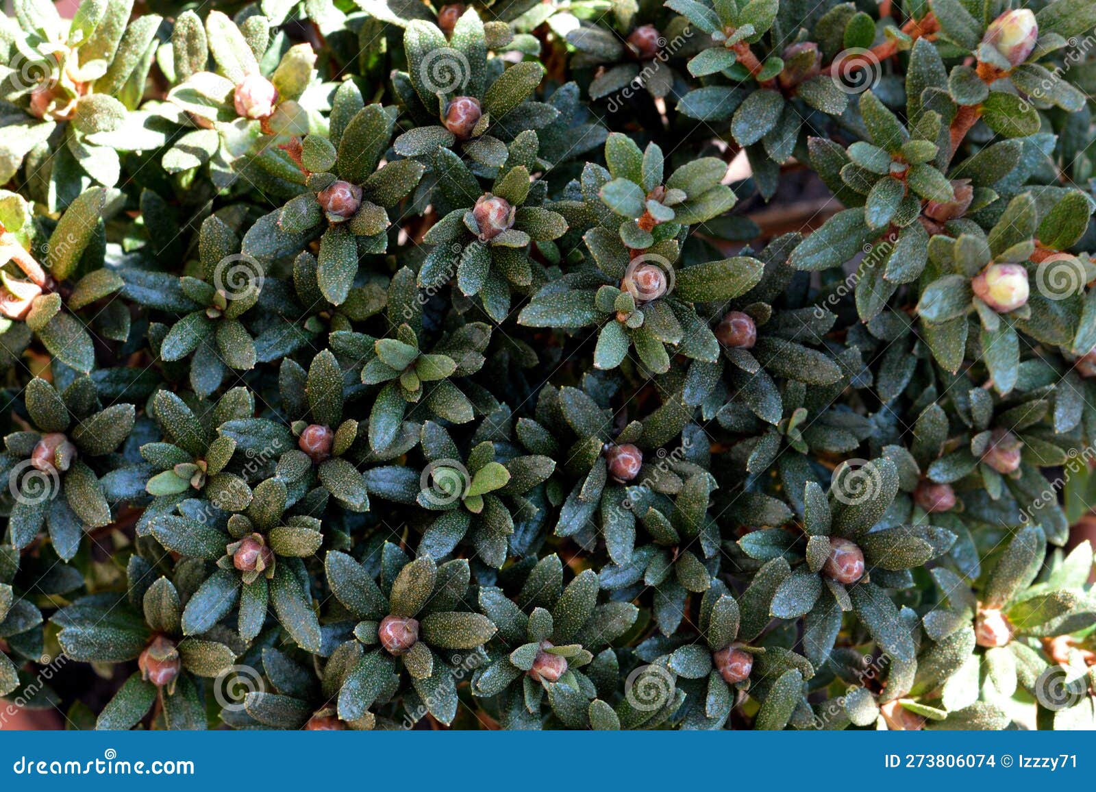 Full Frame of Chinese Dwarf Rhododendron with Buds Stock Photo - Image ...
