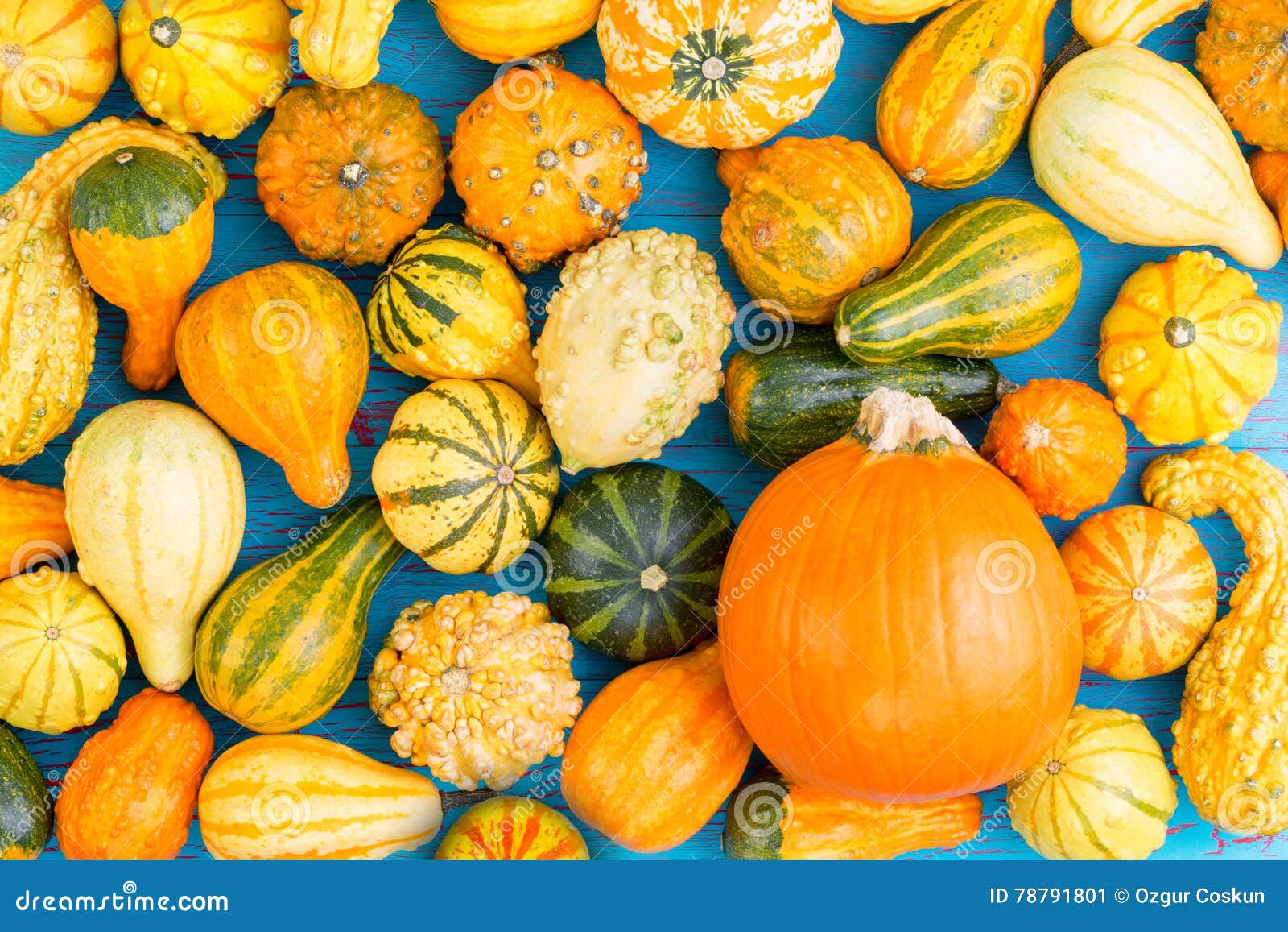 Full Frame of Decorative Squashes Stock Image - Image of background ...