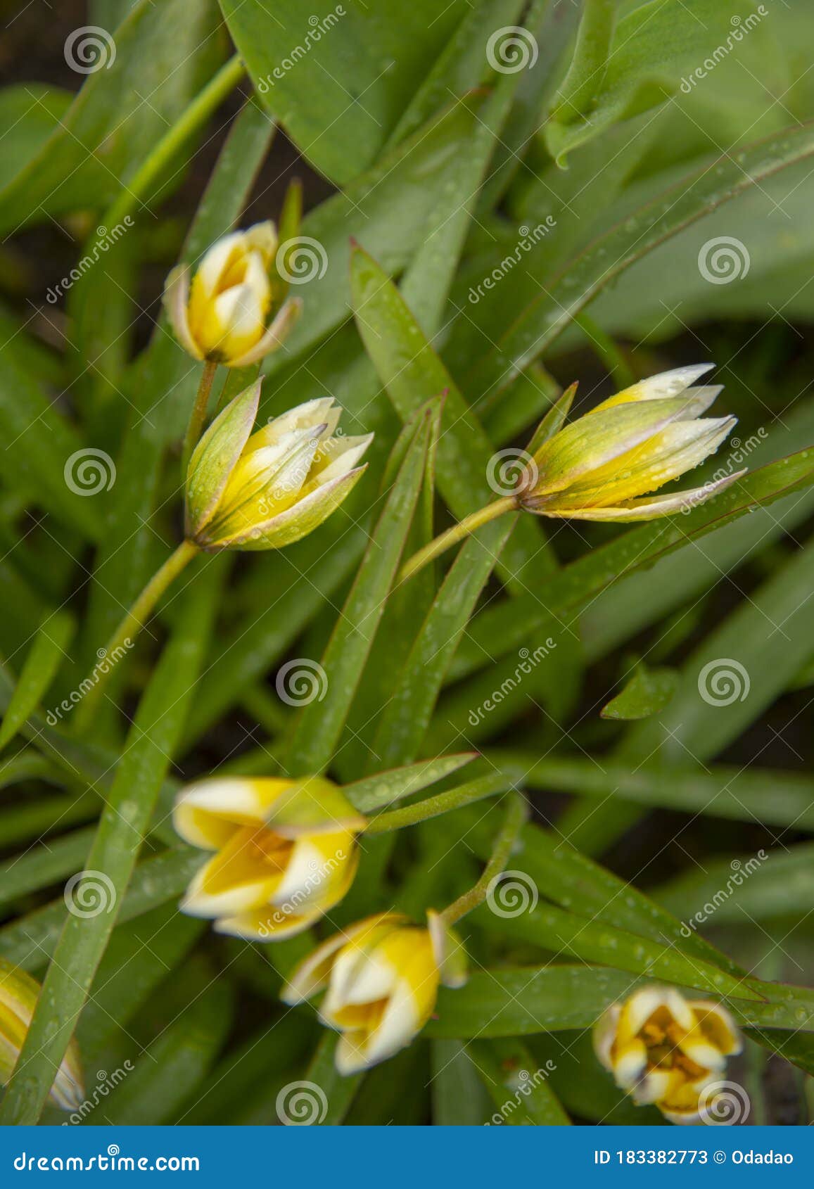 A Full Frame of Delicate Unusual Tulips As a Backdrop. Stock Image ...