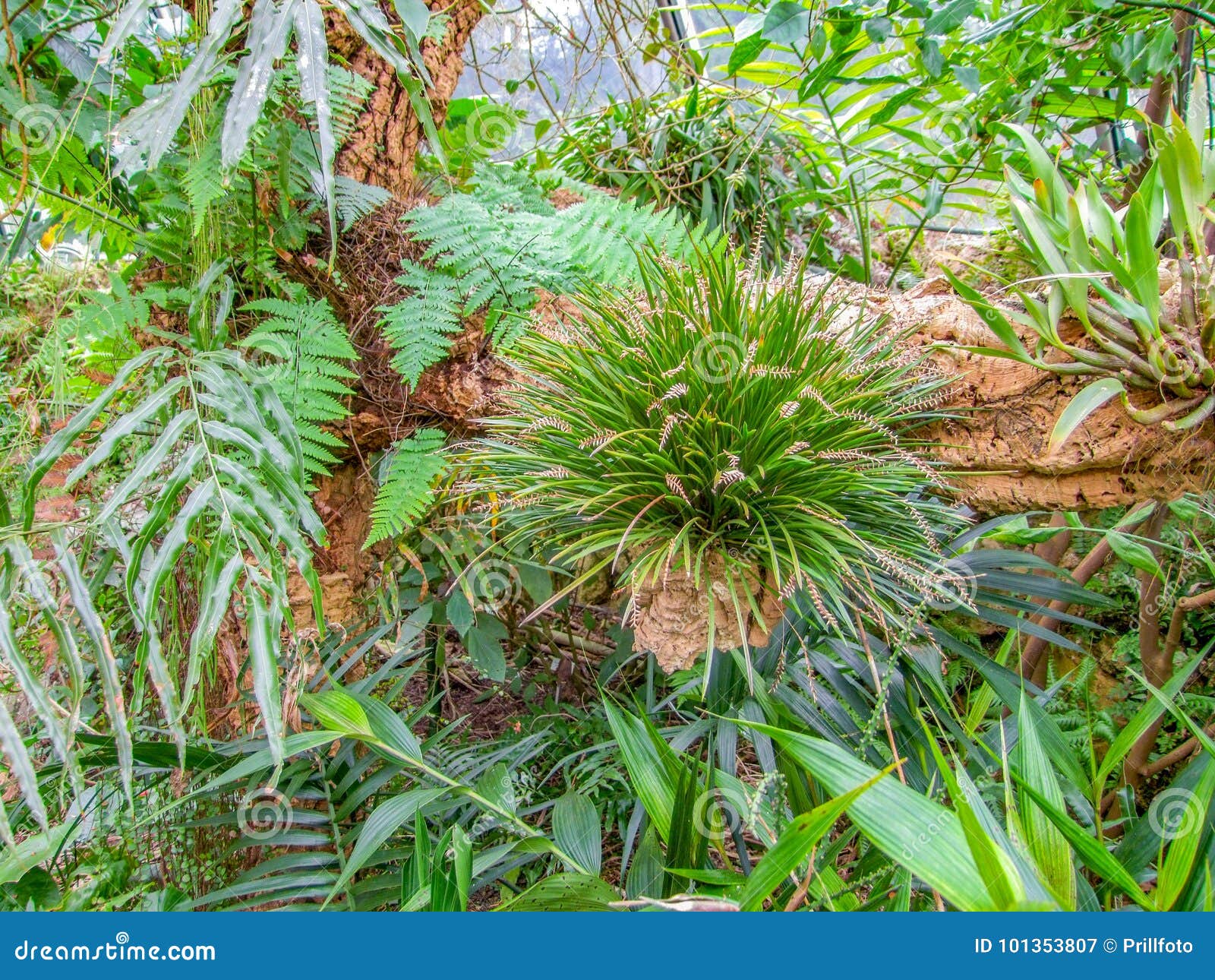 Dense jungle vegetation stock image. Image of flora - 101353807